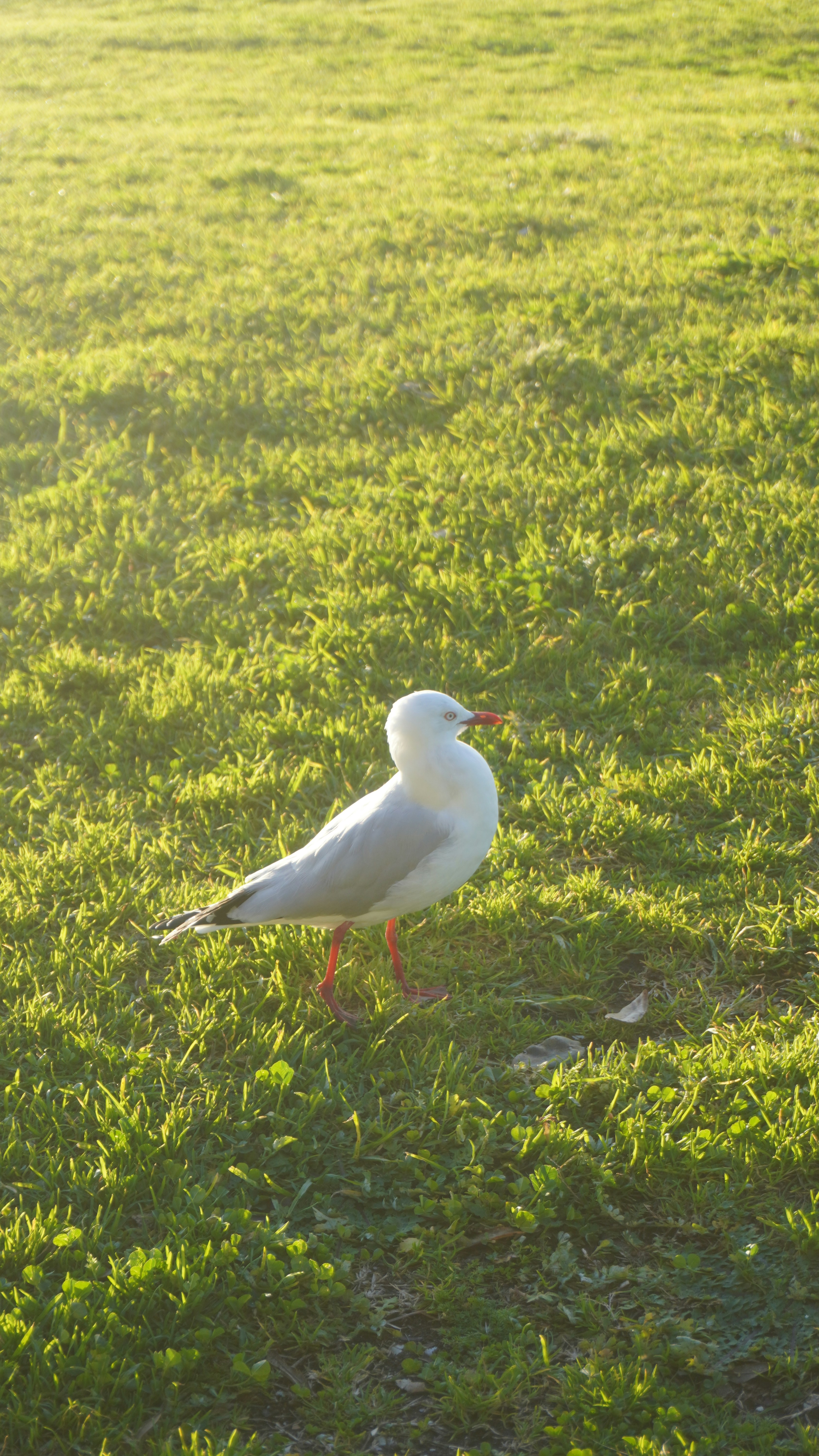 A bird is walking on the grass.