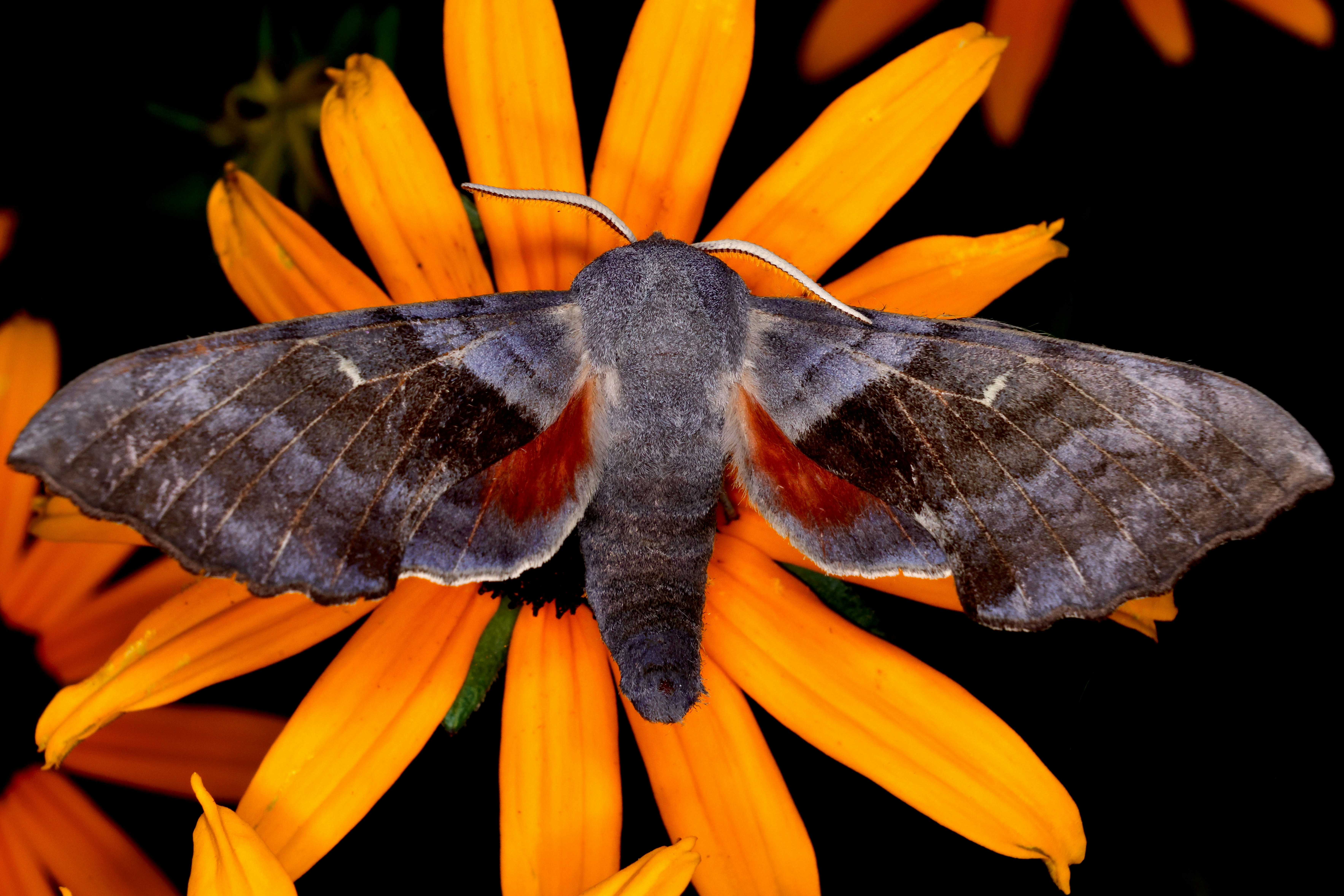 Midnight Sail: A Moth Resting on Orange Bloom