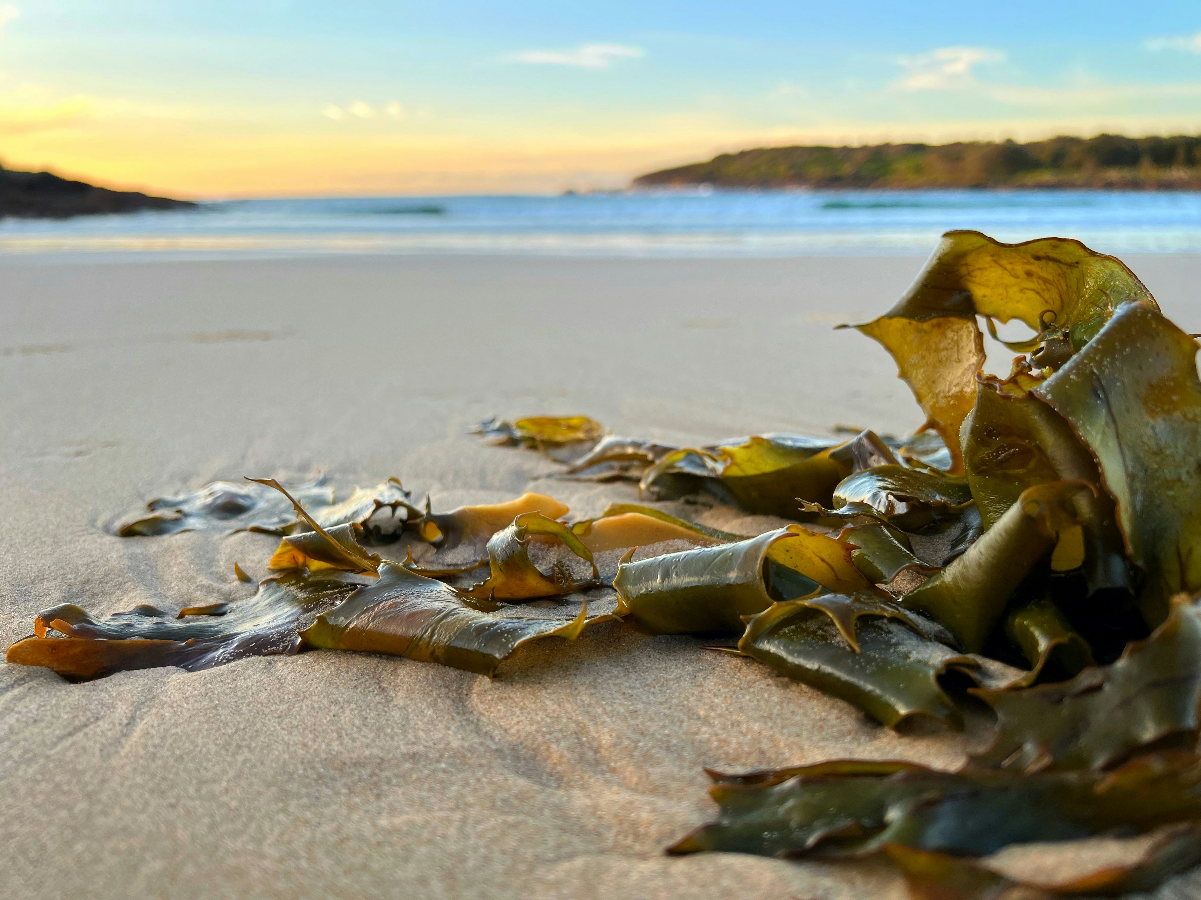 Close-Up on Seaweed at Dusk: Textures and Tranquil Shoreline