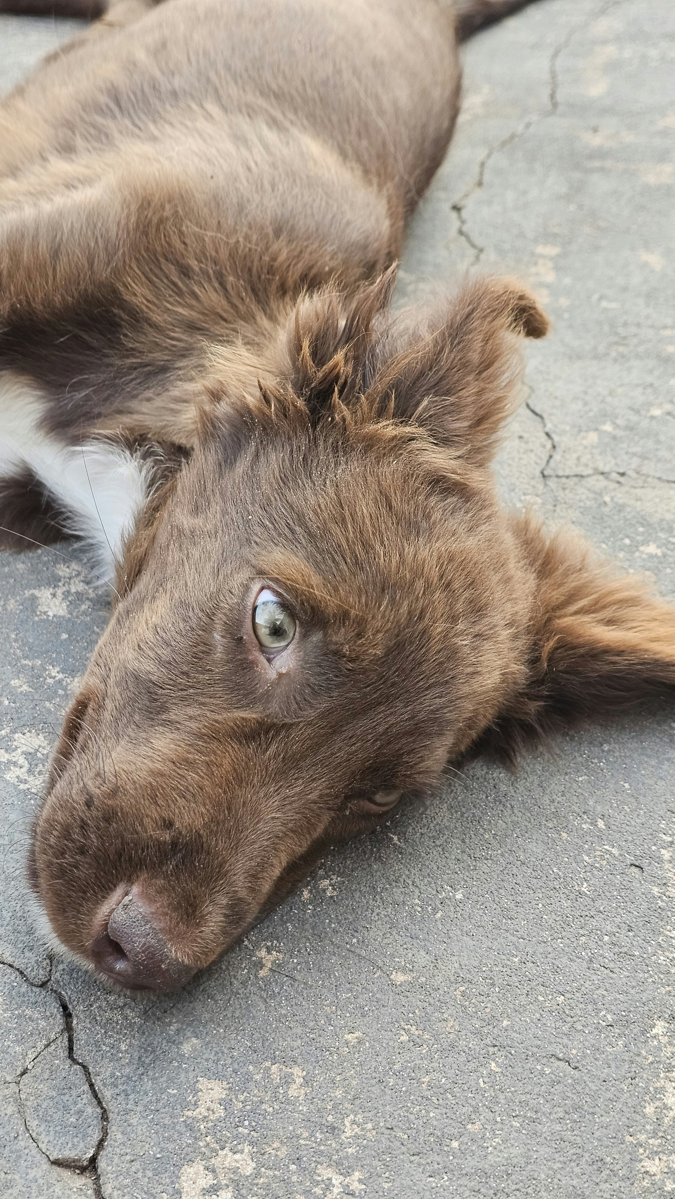 Cozy brown hound resting on sun-warmed pavement