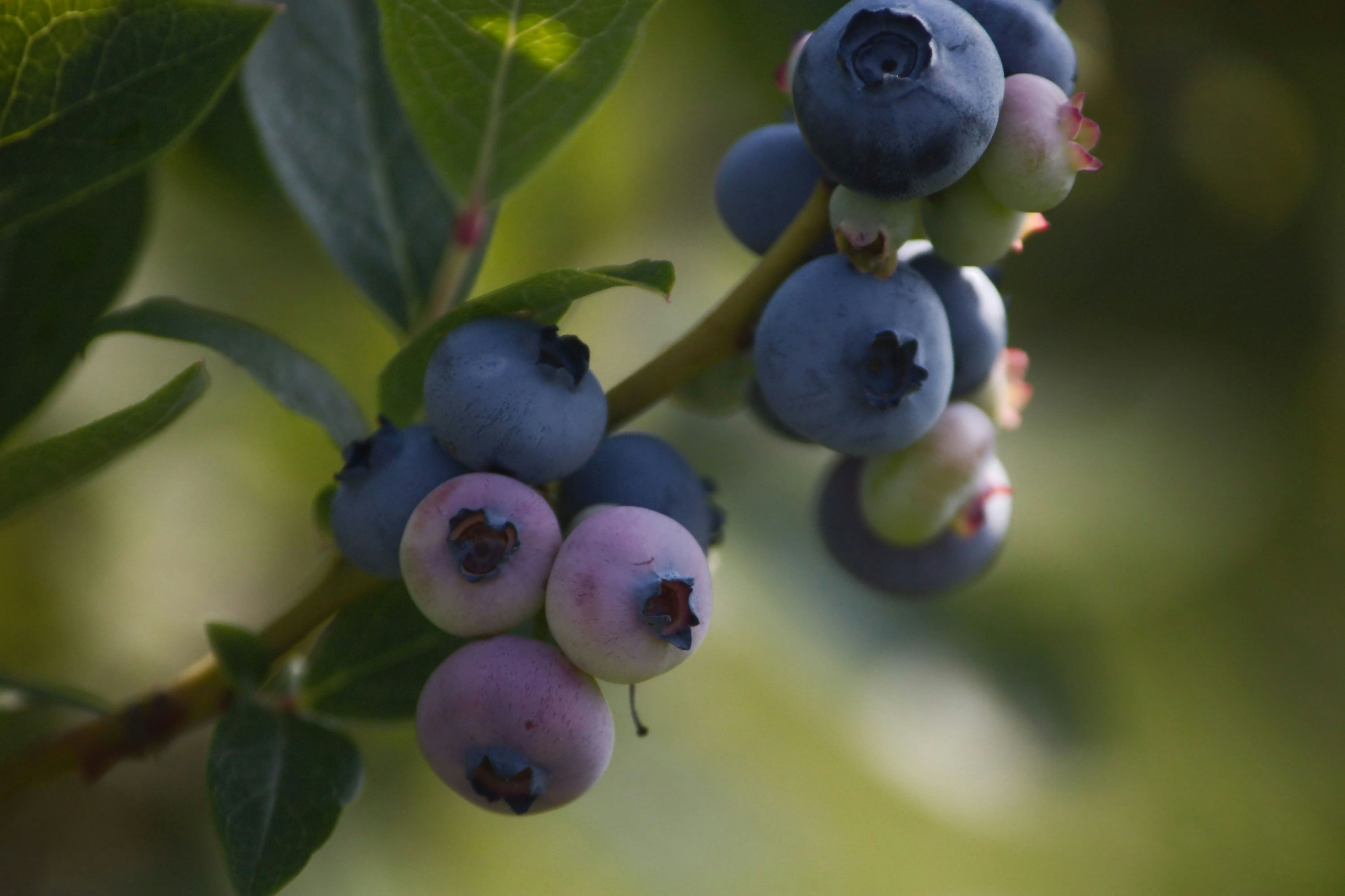 A bunch of blueberries hanging from a tree branch photo – Free Fruit ...