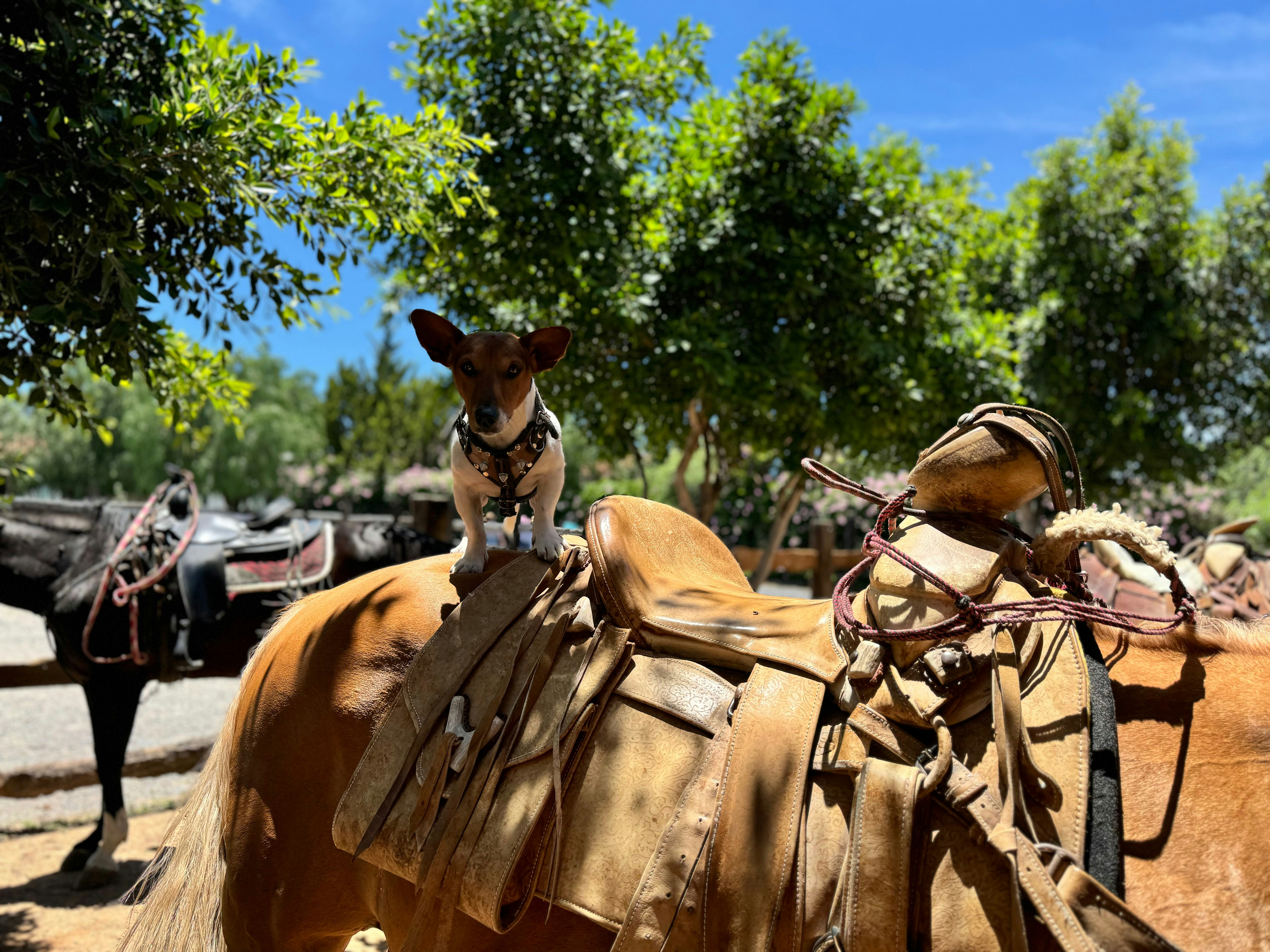 A dog sitting on the back of a horse photo – Free Mexico Image on Unsplash