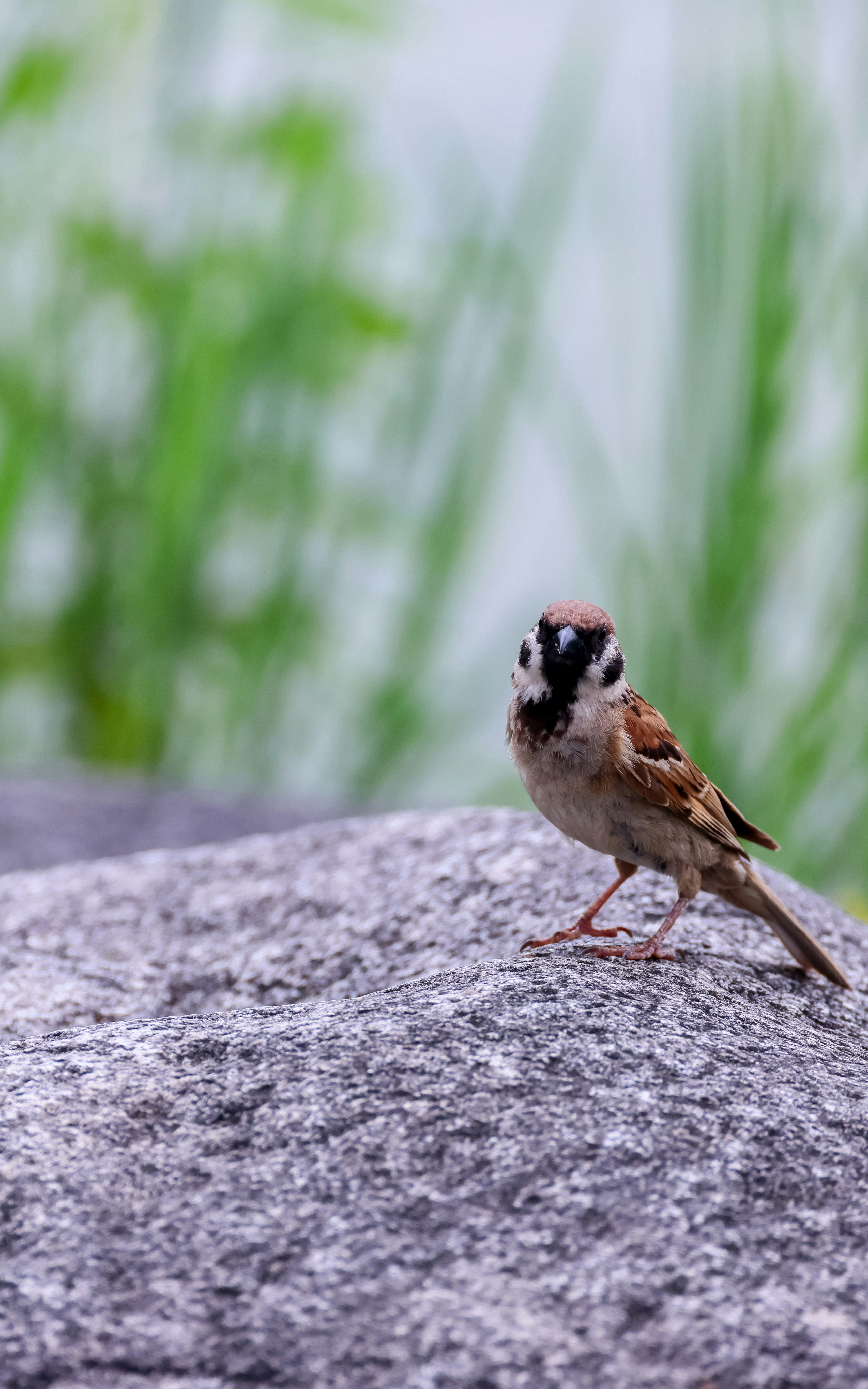 A small bird standing on top of a rock