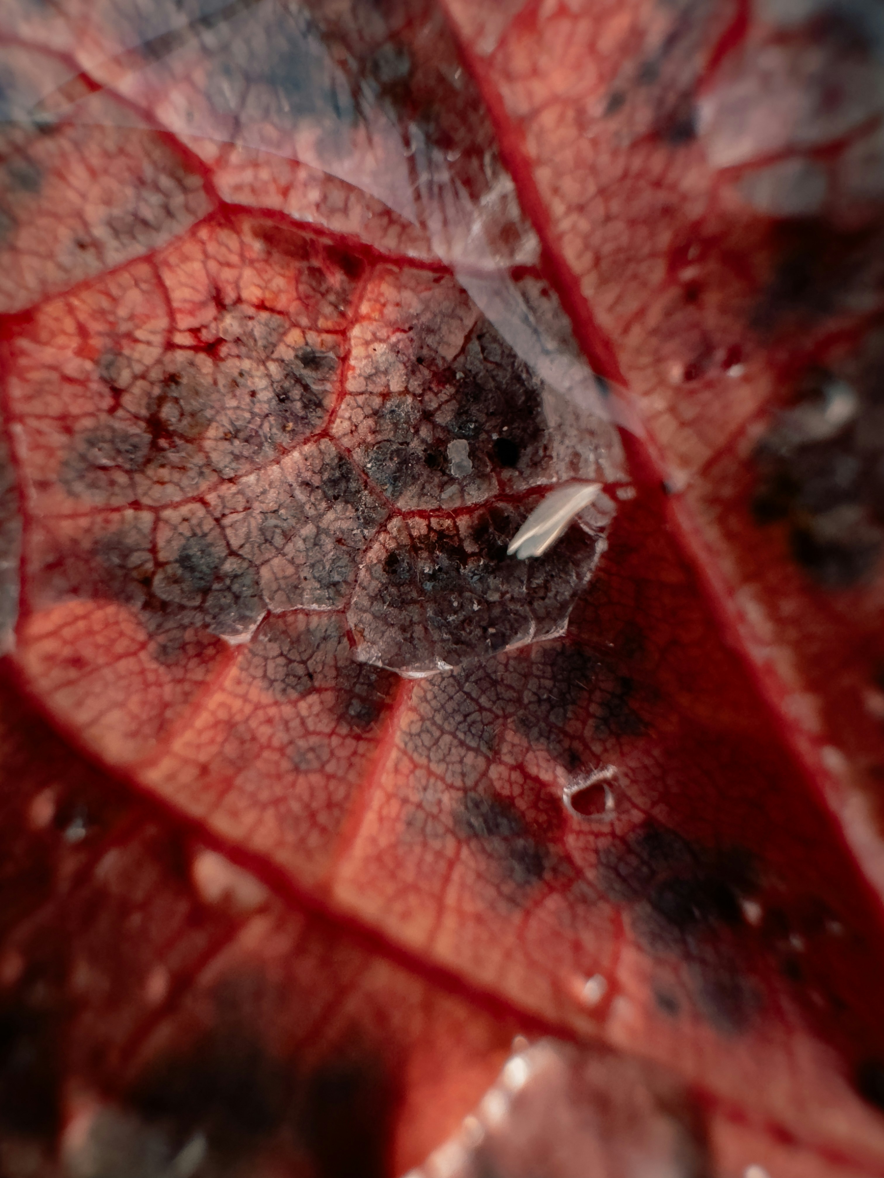 Crimson Vein: A Close-Up Study of a Leaf’s Autumn Texture