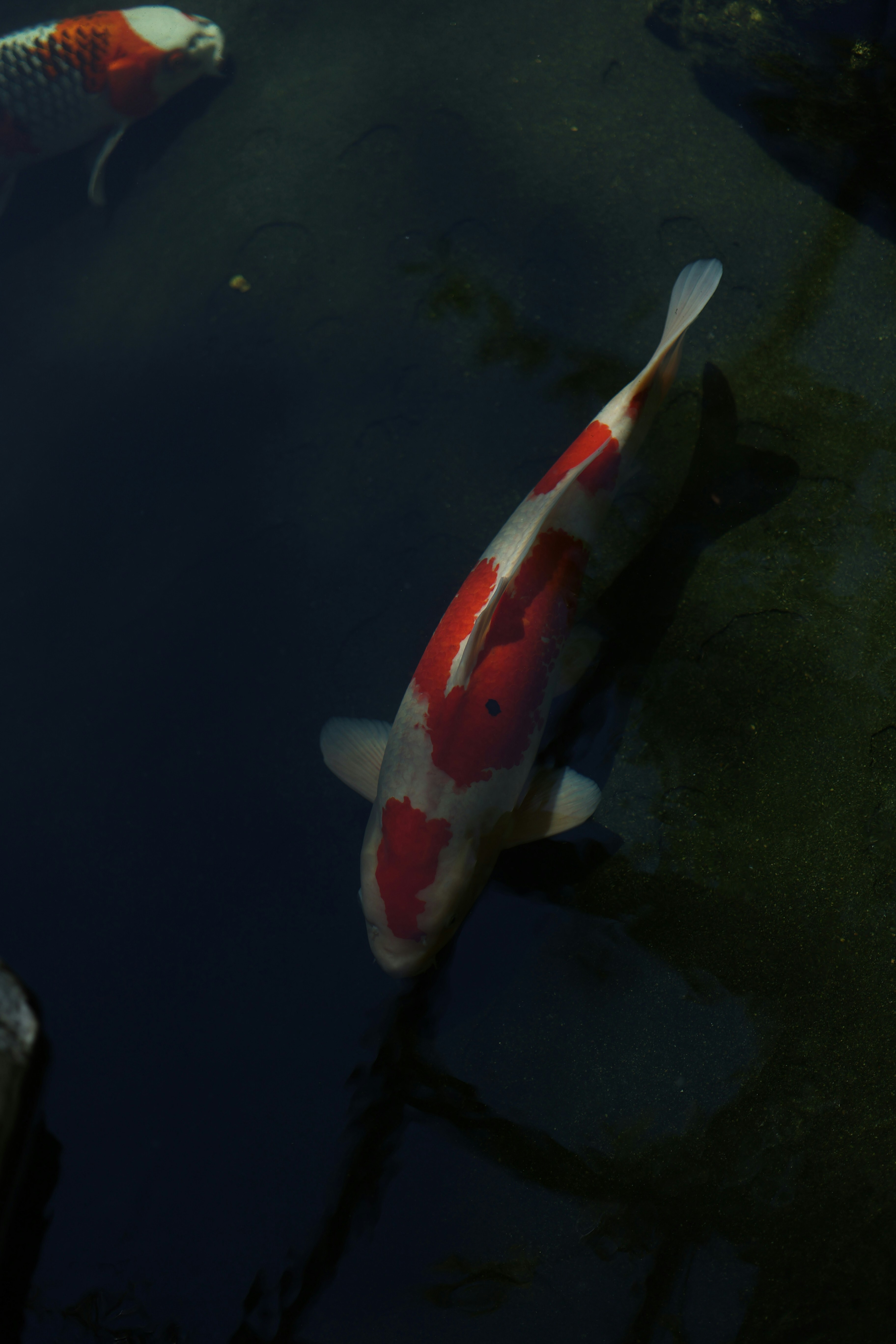 Crimson Sash in Twilight Pond