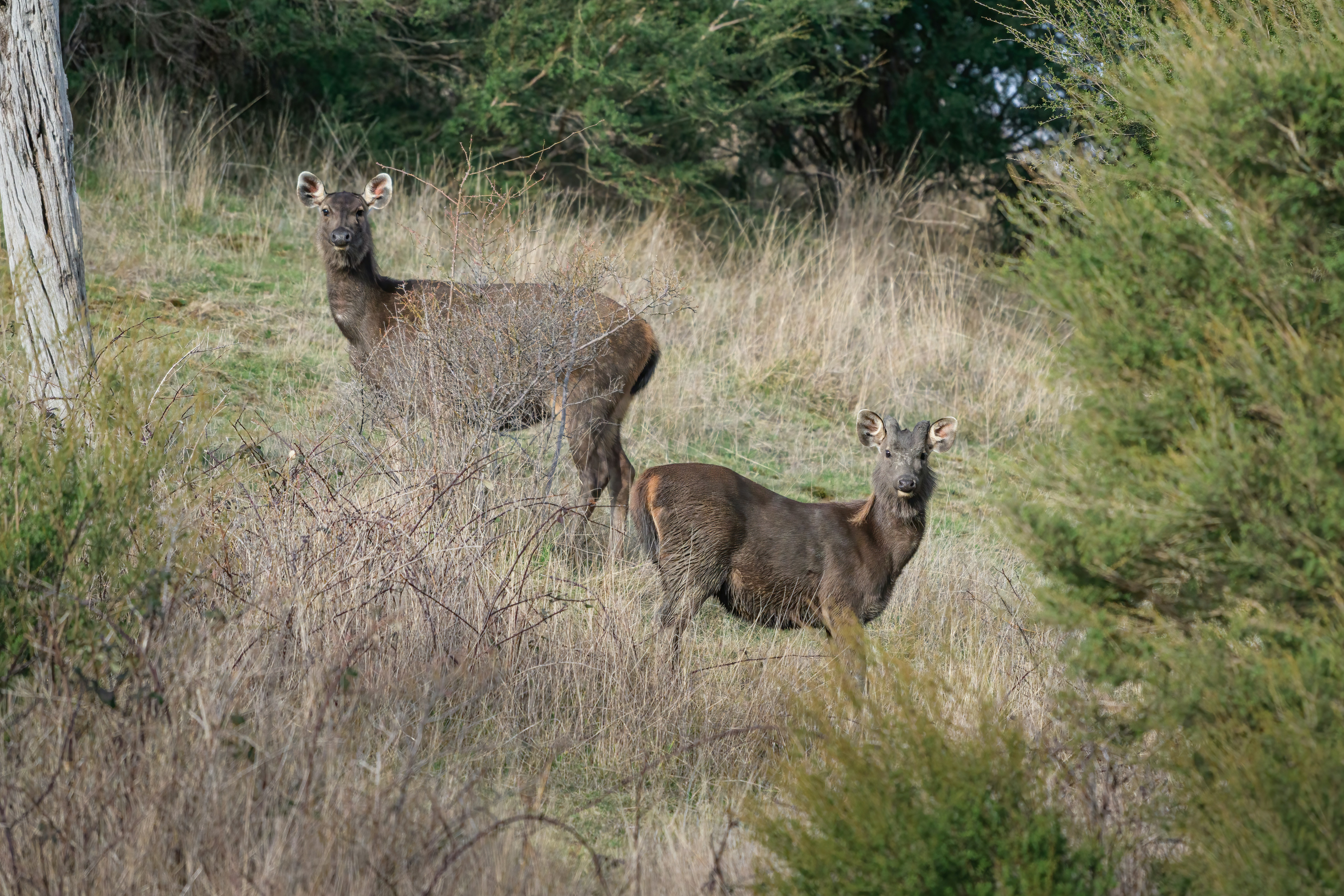 A couple of deer standing on top of a grass covered field photo – Free ...