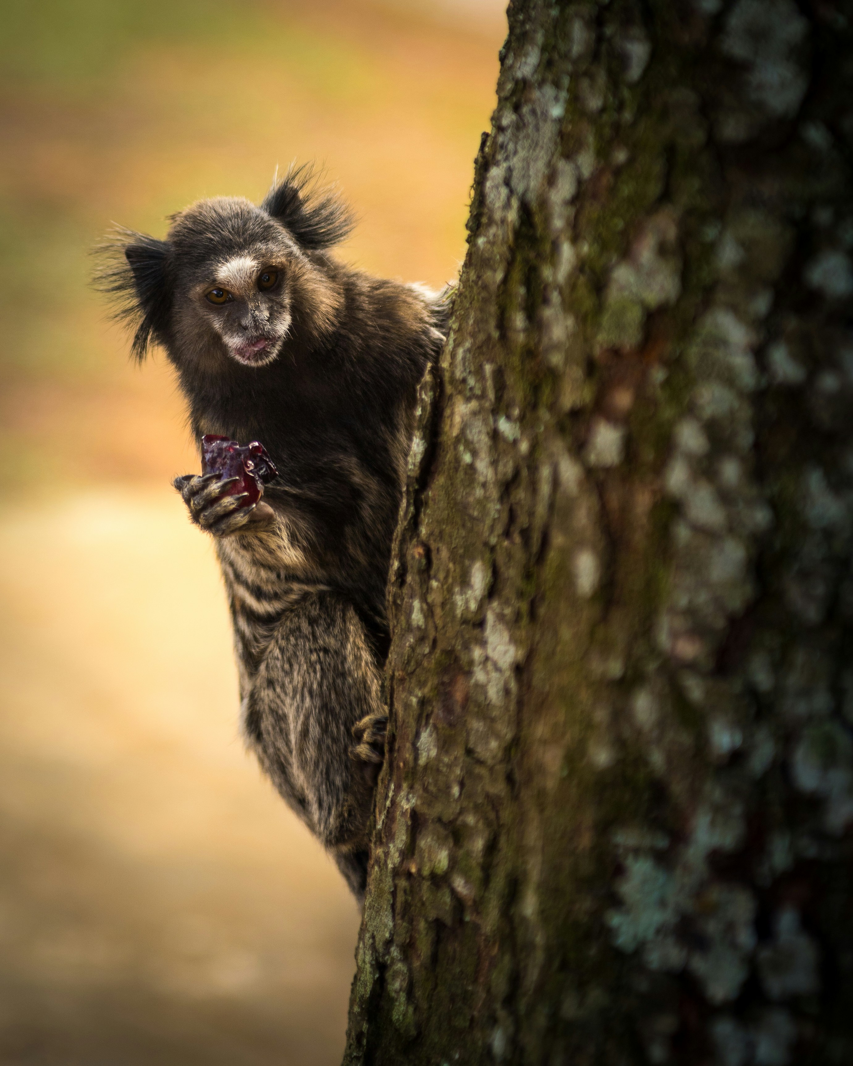 A small animal climbing up the side of a tree photo – Free Monkey Image ...