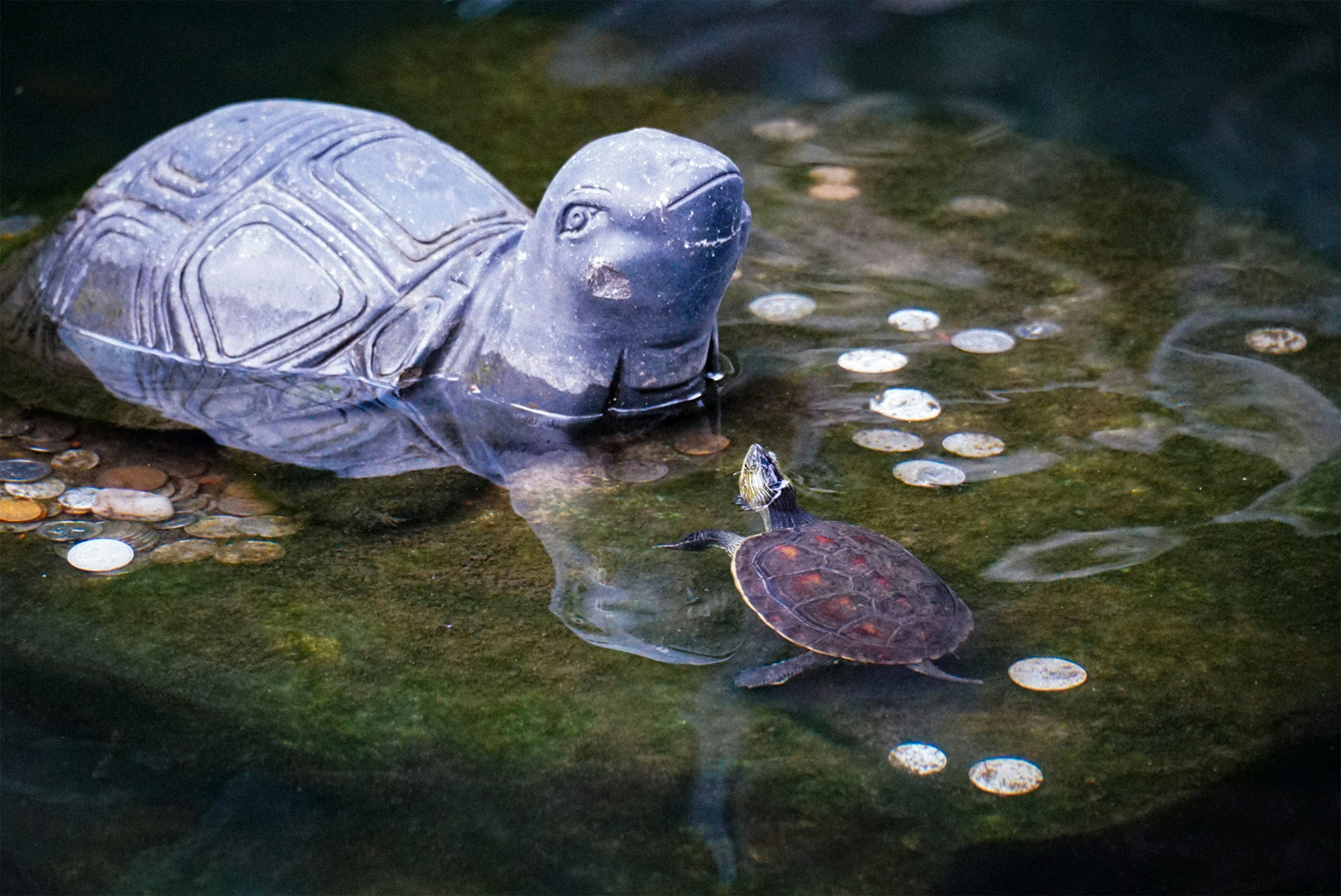 Una tortuga y una tortuga en una roca en un estanque foto – Imagen de ...