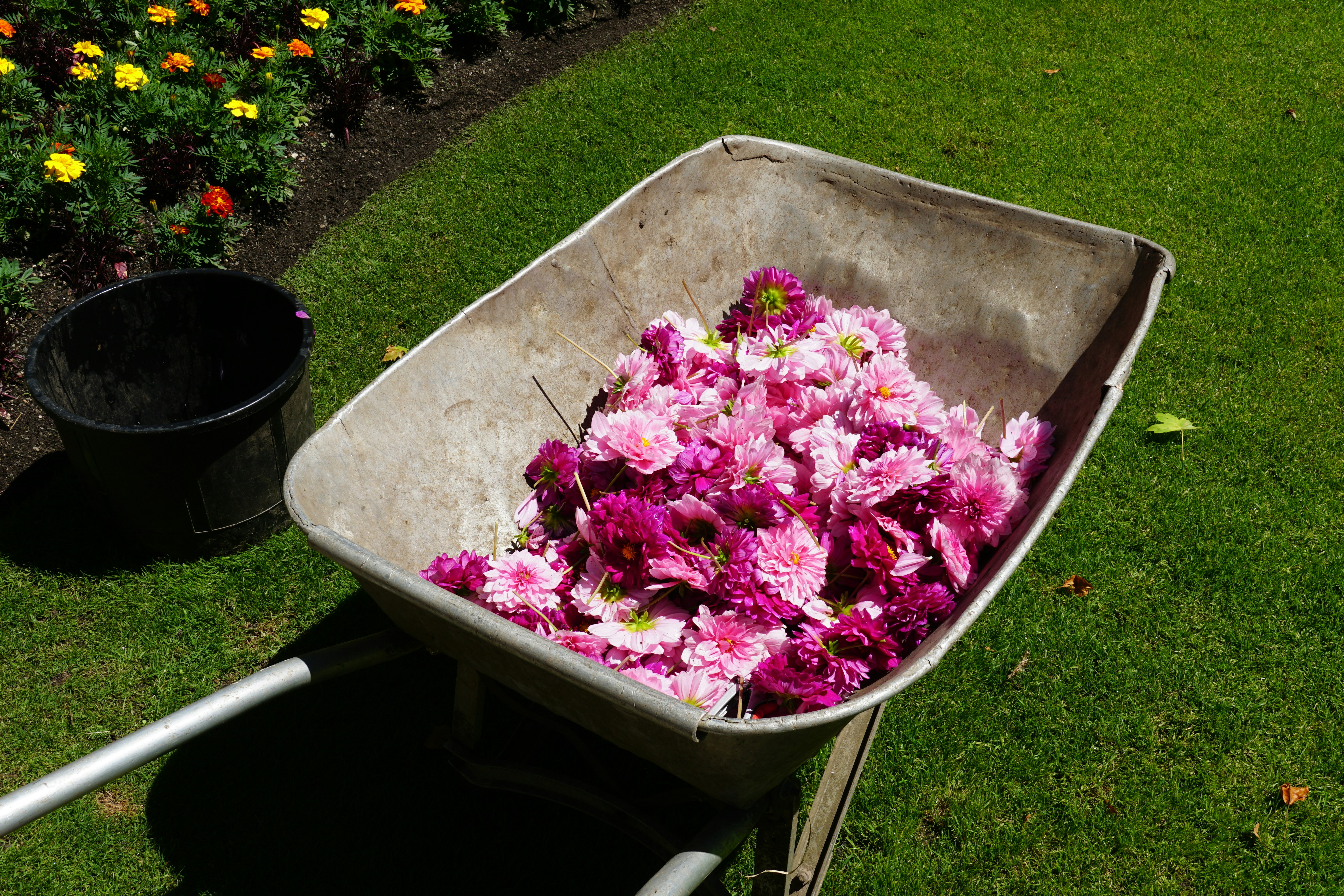 Pink Blossom Wheelbarrow in a Sunlit Garden