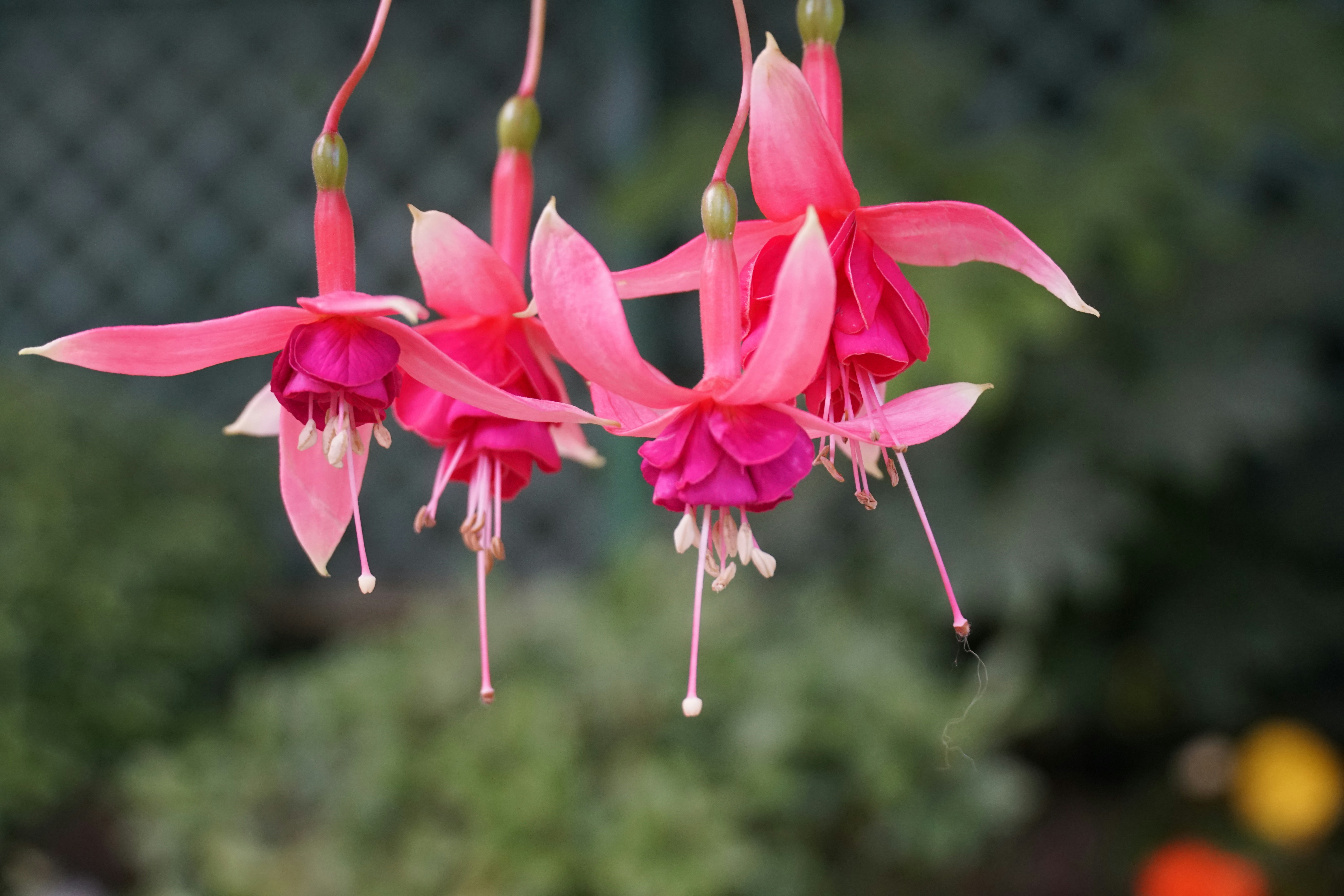 Pink fuchsia flowers hanging delicately against a blurred chain link fence backdrop.