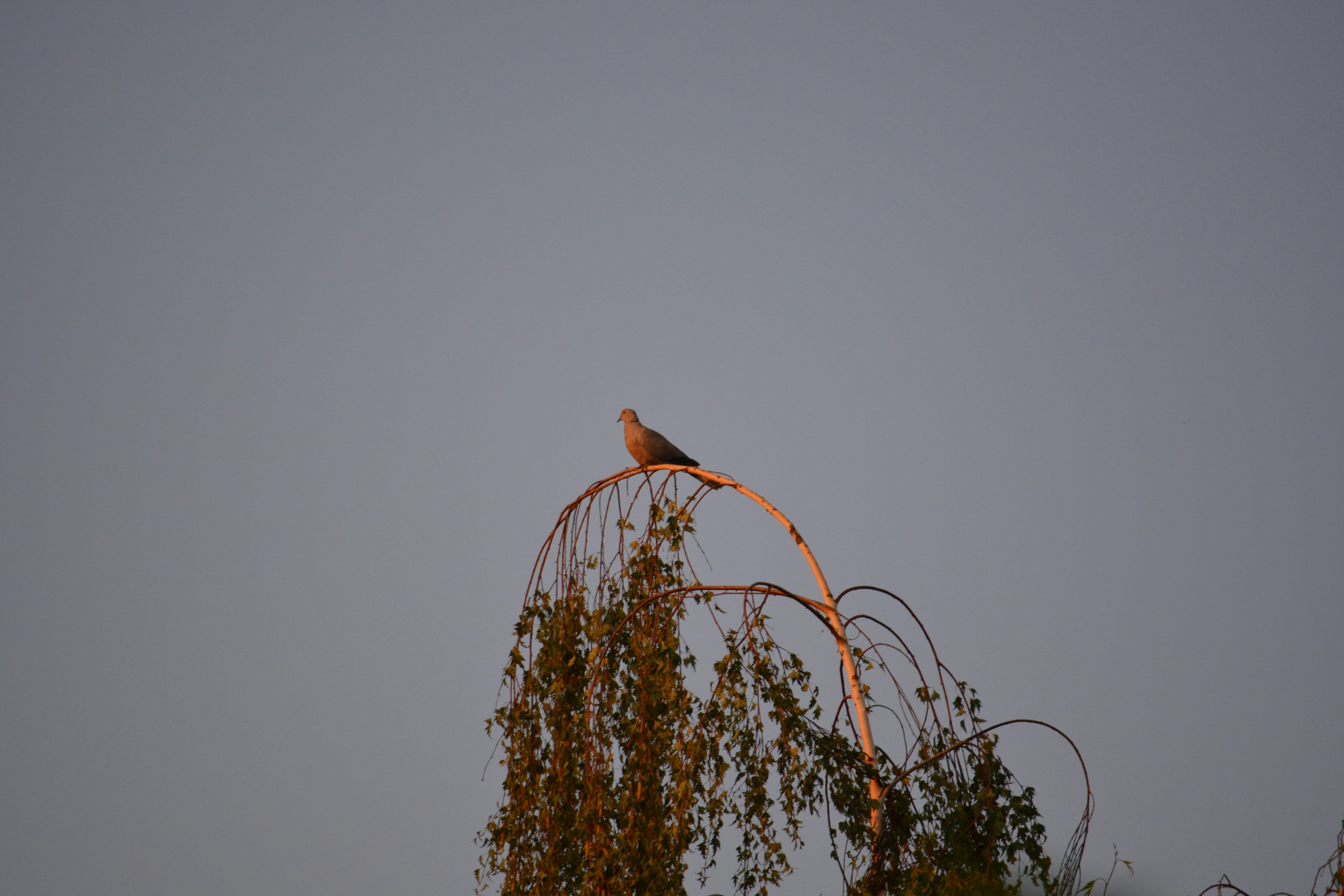 A bird sitting on top of a tree branch