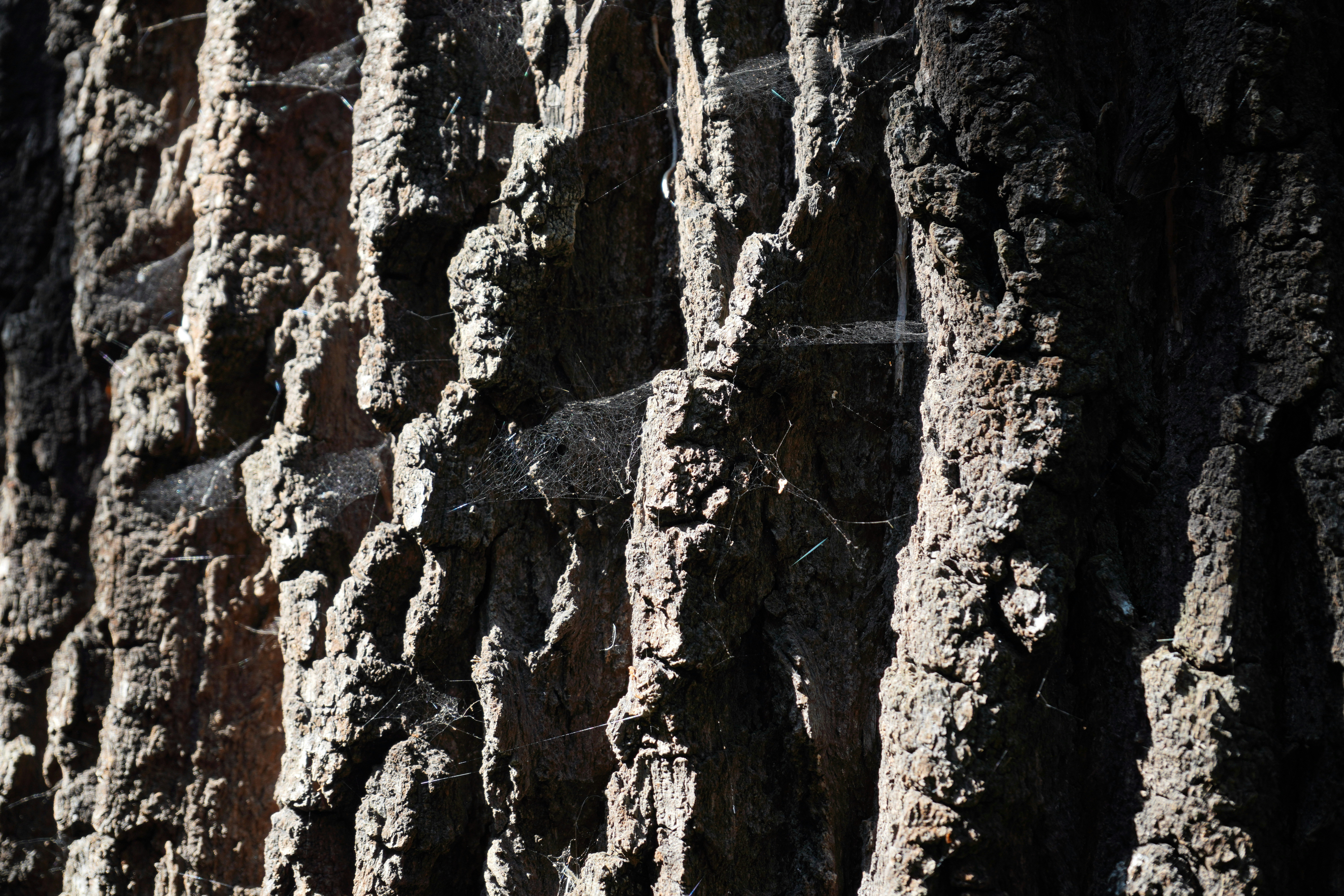 A close up of a bunch of tree trunks photo – Free Wrocław Image on Unsplash