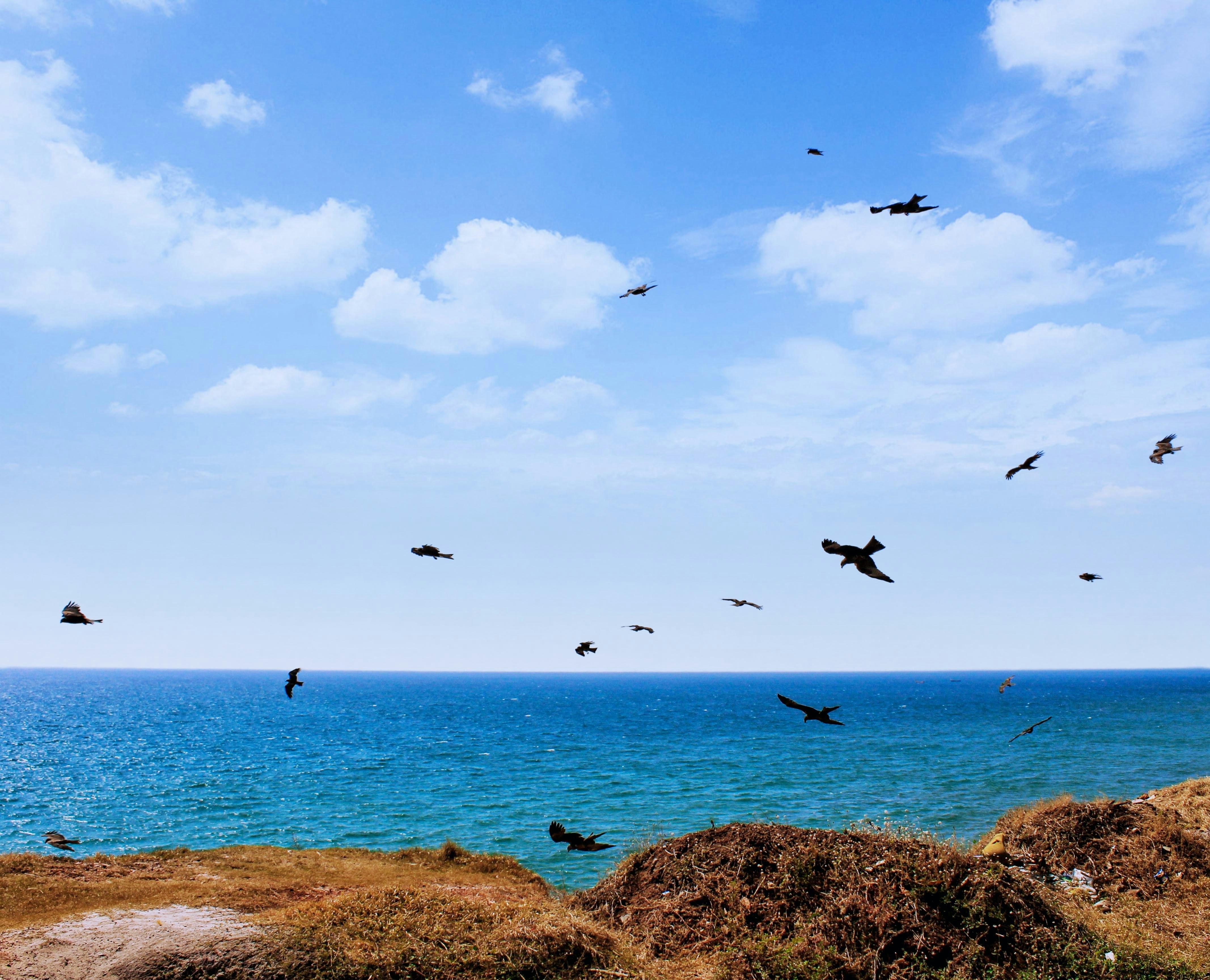 Flight Path Along the Azure Horizon