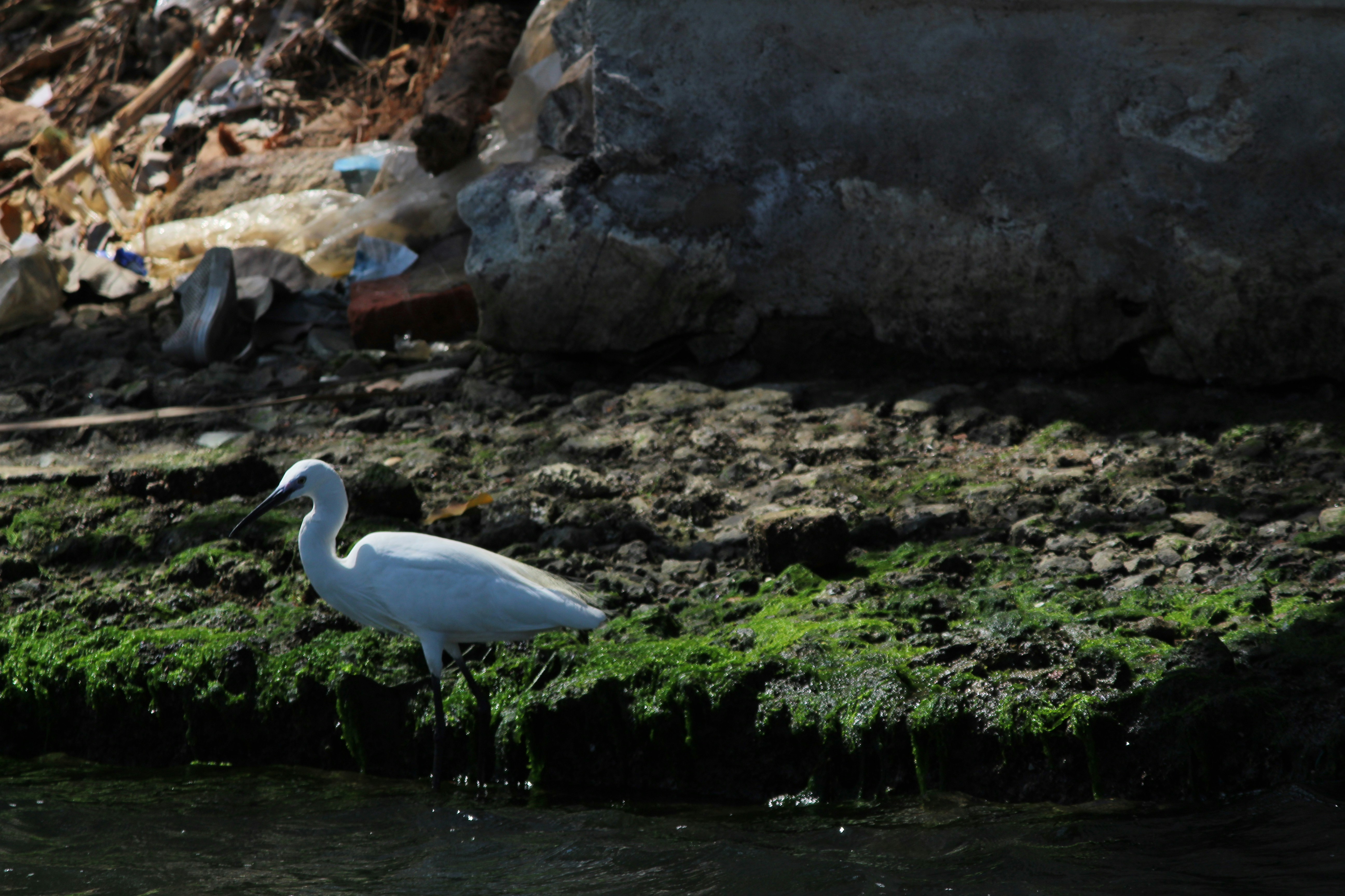 Egret at Mossy Shoreline: Quiet Vigil by the Tide