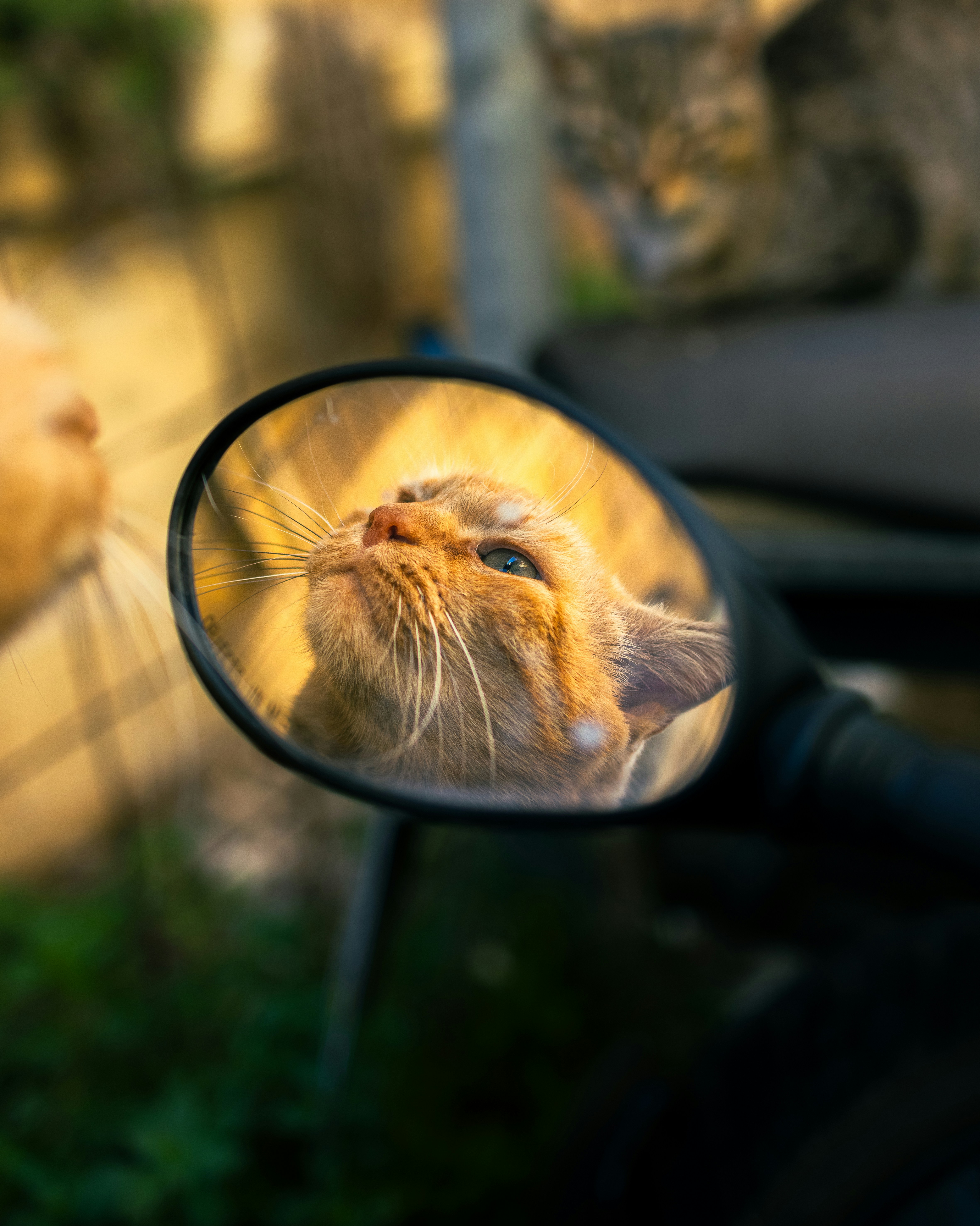 Sunlit Purr in the Side-View Mirror: A Car Portrait of a Curious Cat