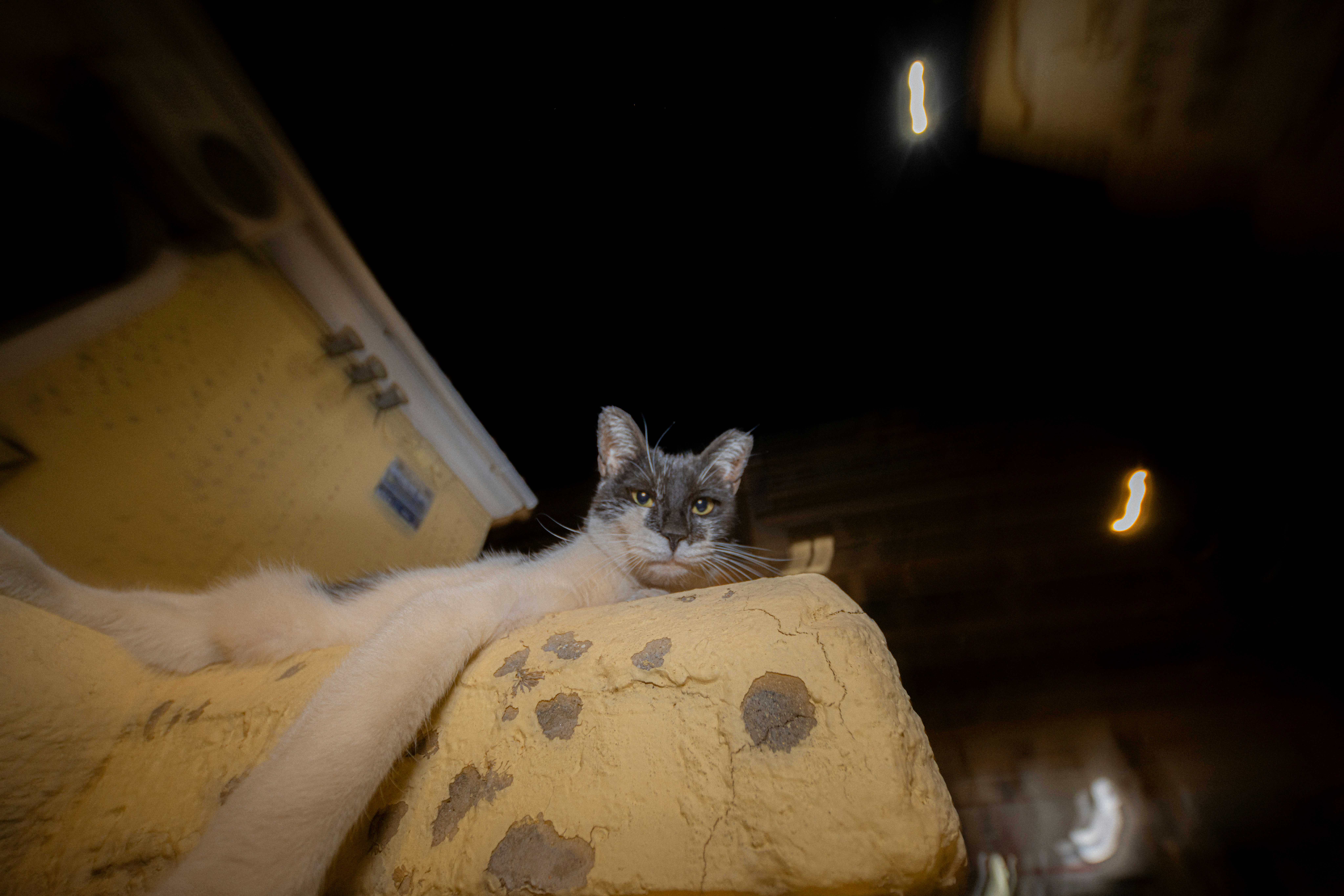 Night Watch on a Sun-Warmed Ledge