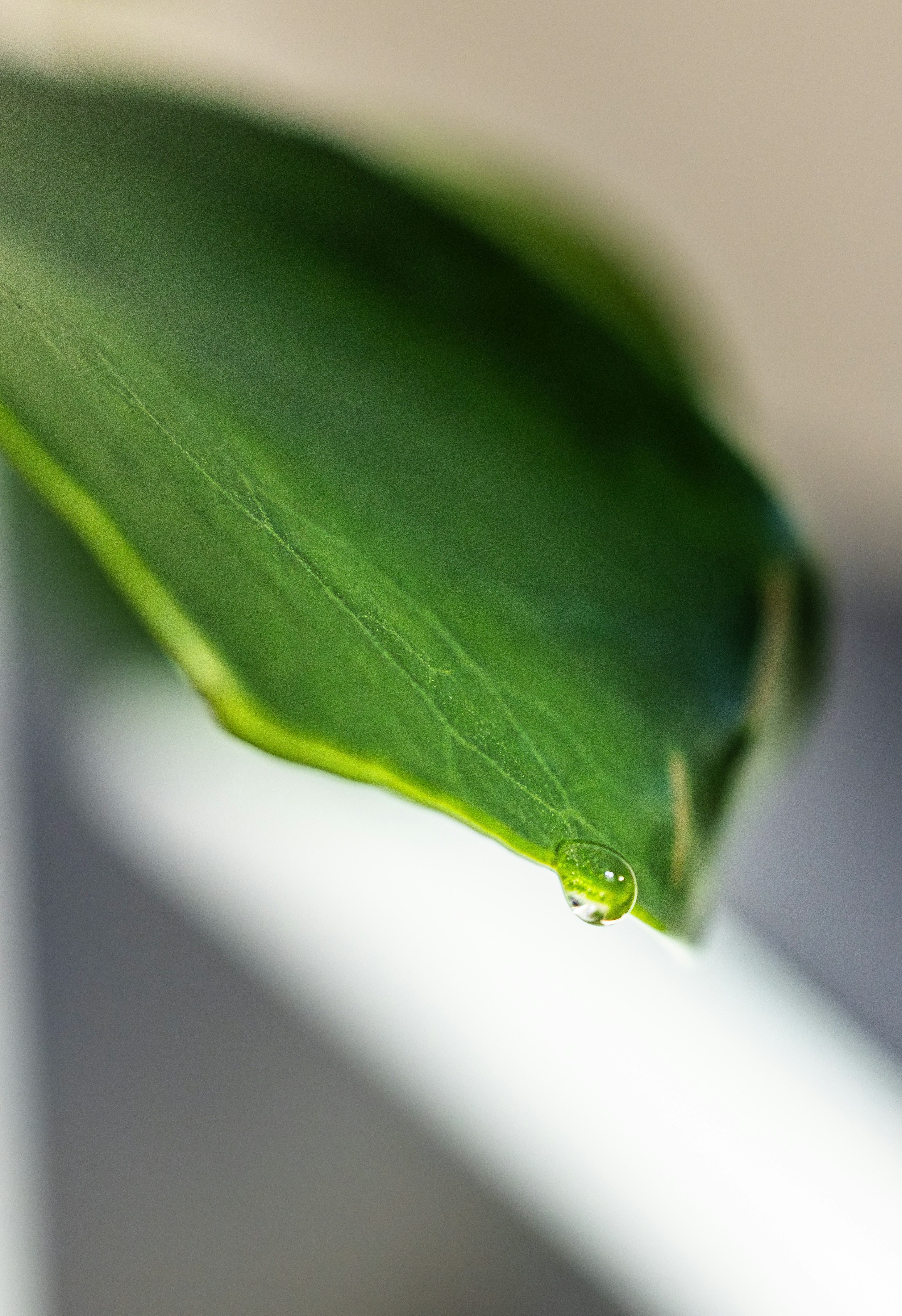 Dew at the Leaf Edge: Macro Close-Up of Green Veins and a Droplet