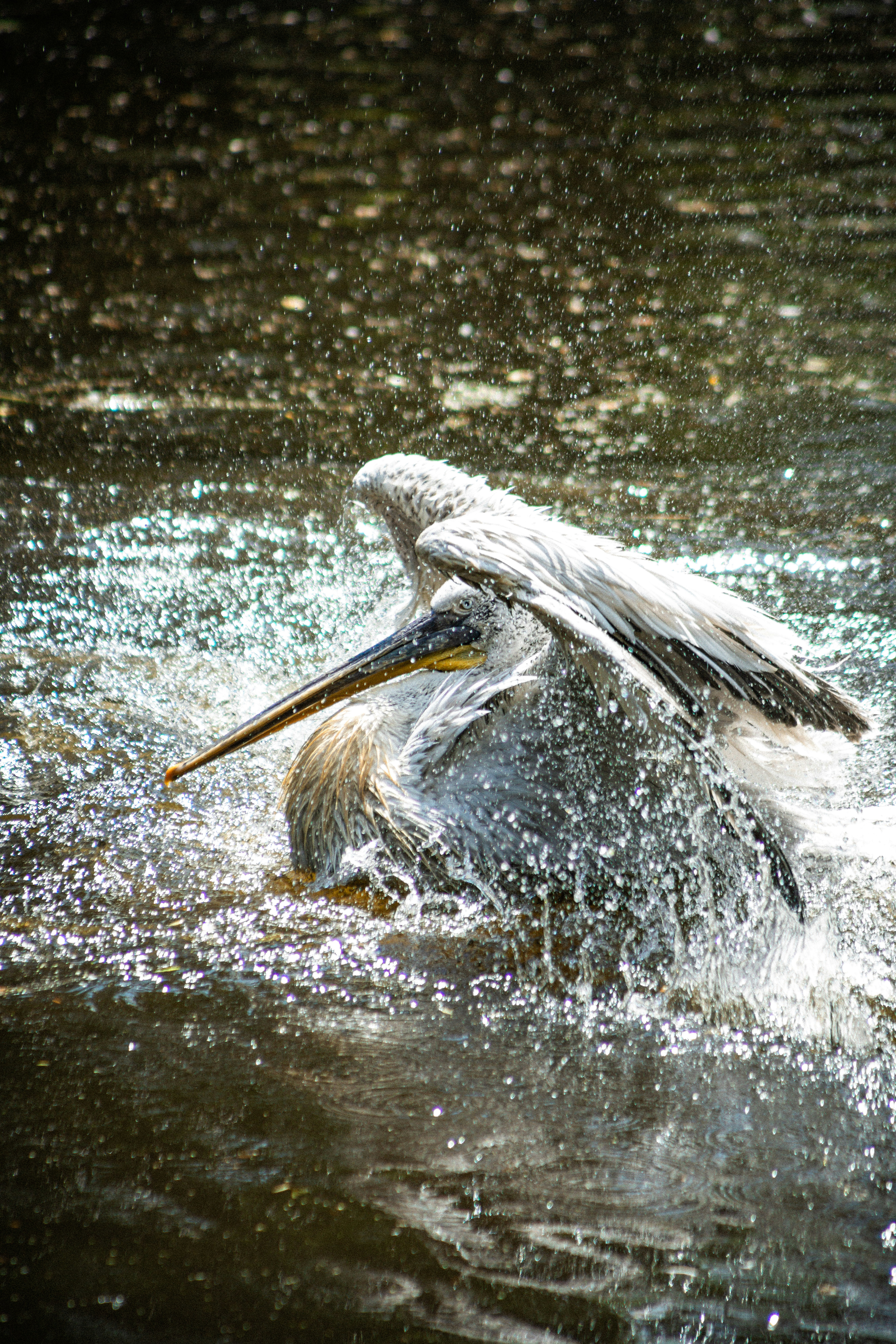 Sunlit Splash: Pelican Wakes the River with a Long Beak Through Spray