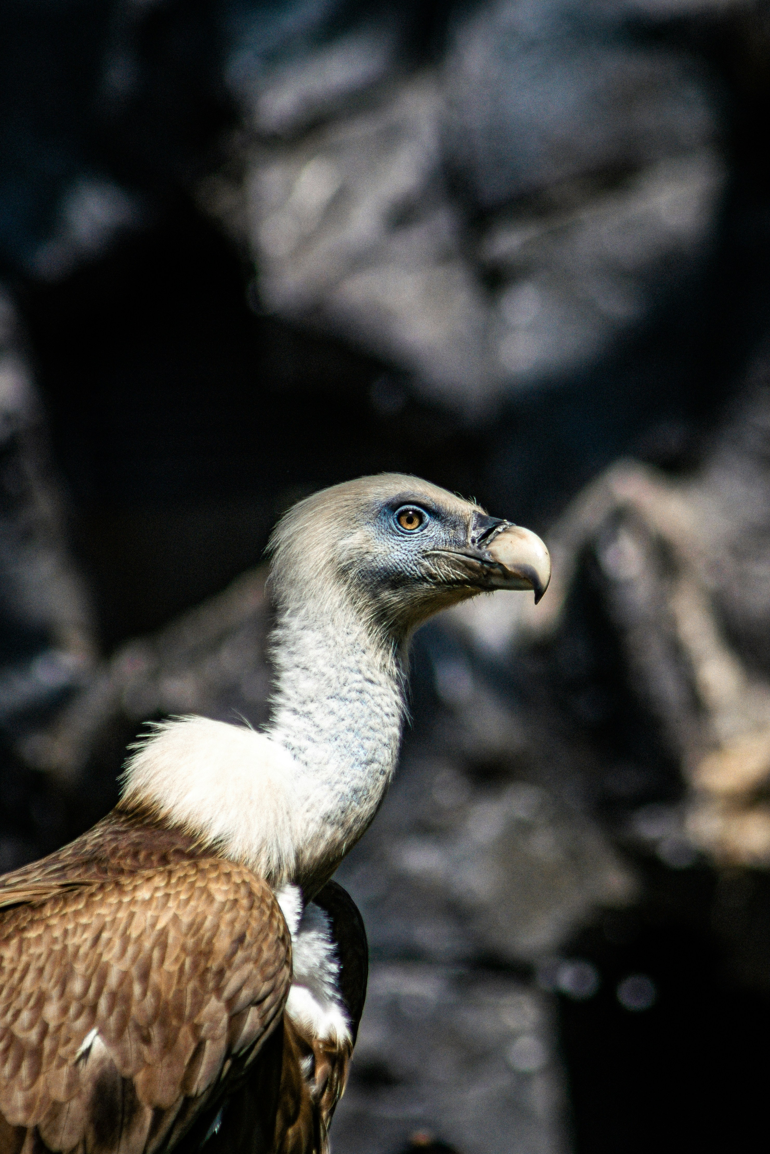 Stone Sentinel: A Caracara's Gaze Among Rough Rocks