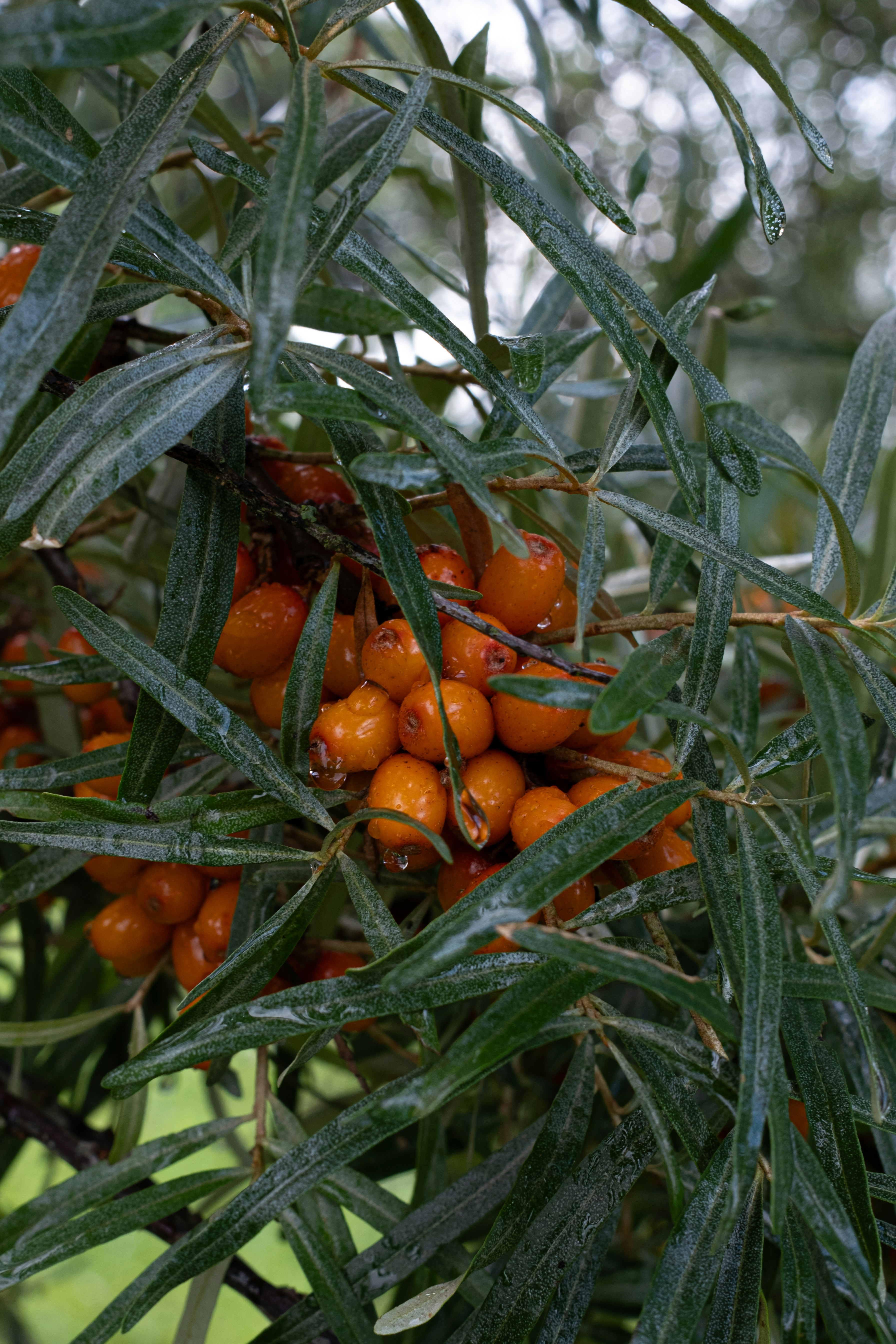 Emerald Threads and Orange Orbs: a Dew-Kissed Sea Buckthorn Close-Up