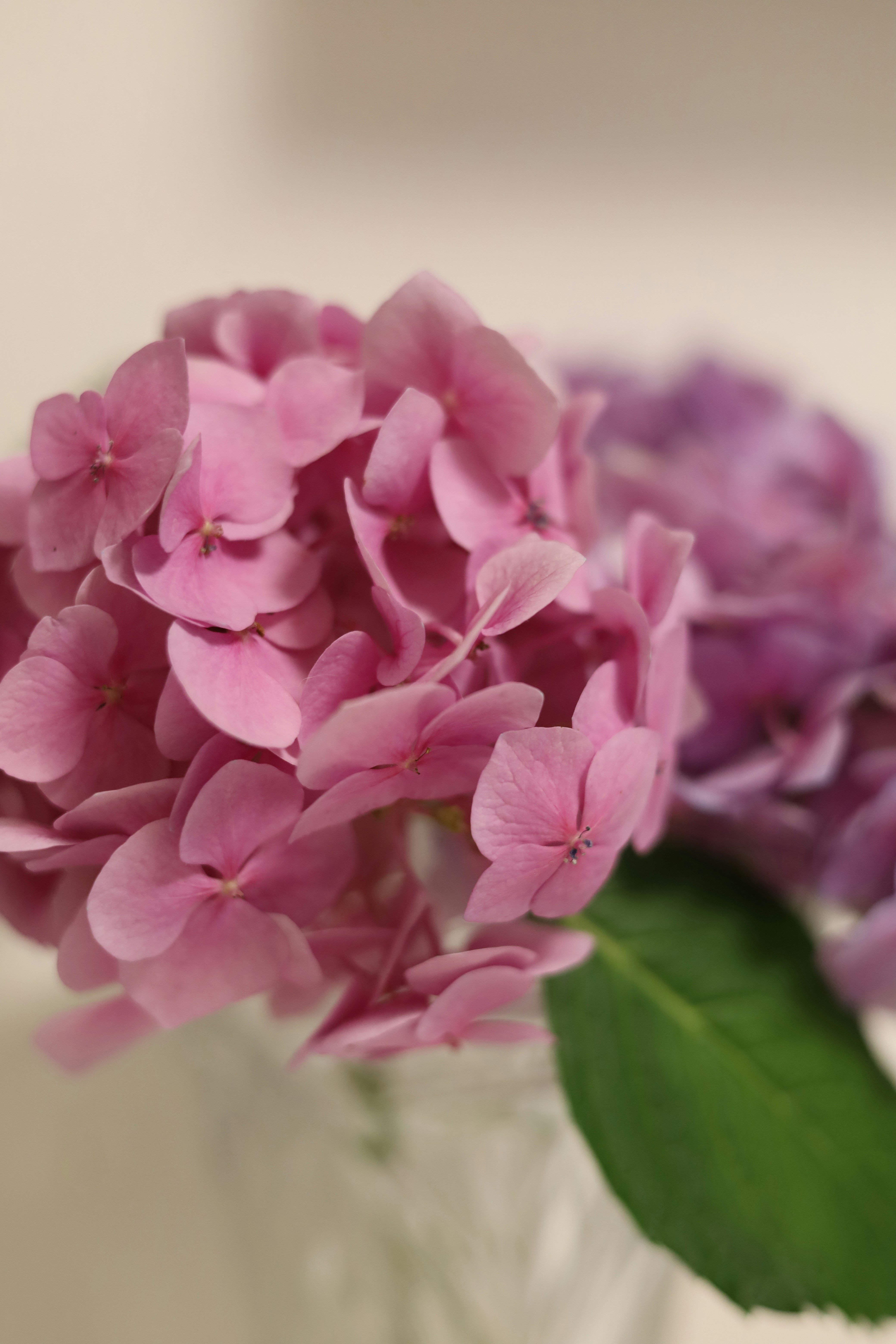 Soft Focus Hydrangea: A Pink Petal Portrait in a Glass Vase