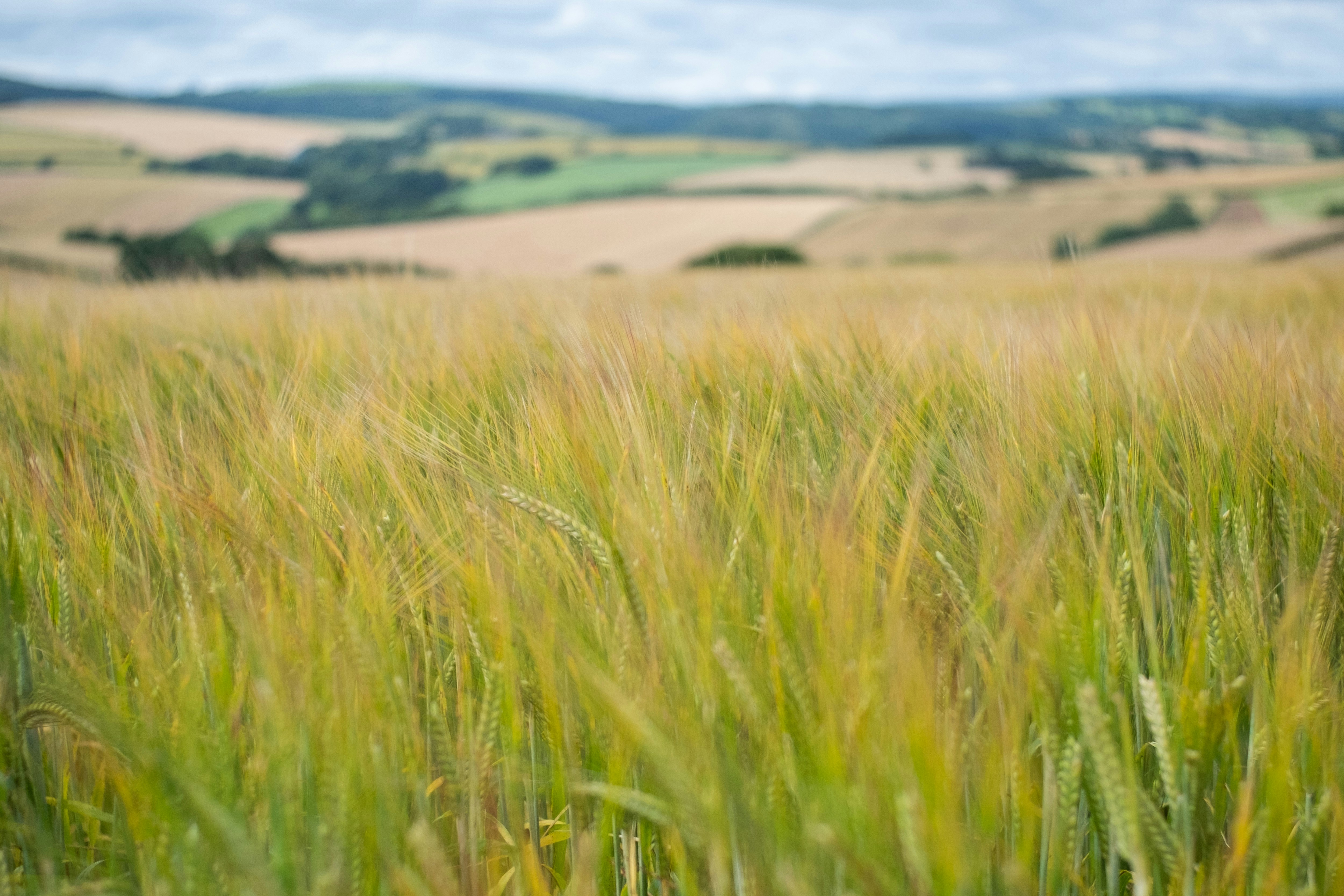 A field of tall grass with hills in the background photo – Free Devon ...
