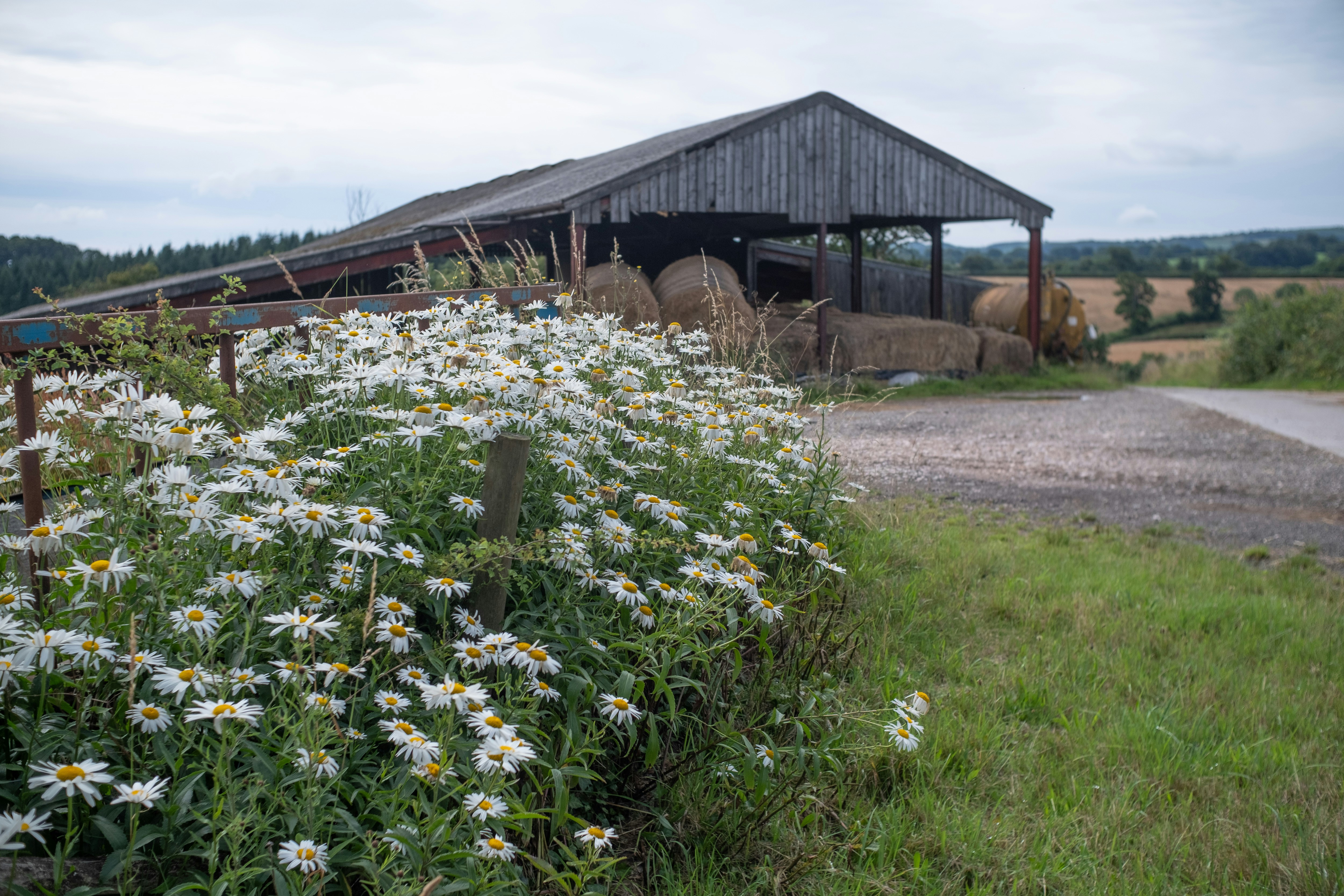 Daisy Border Leads to a Weathered Barn
