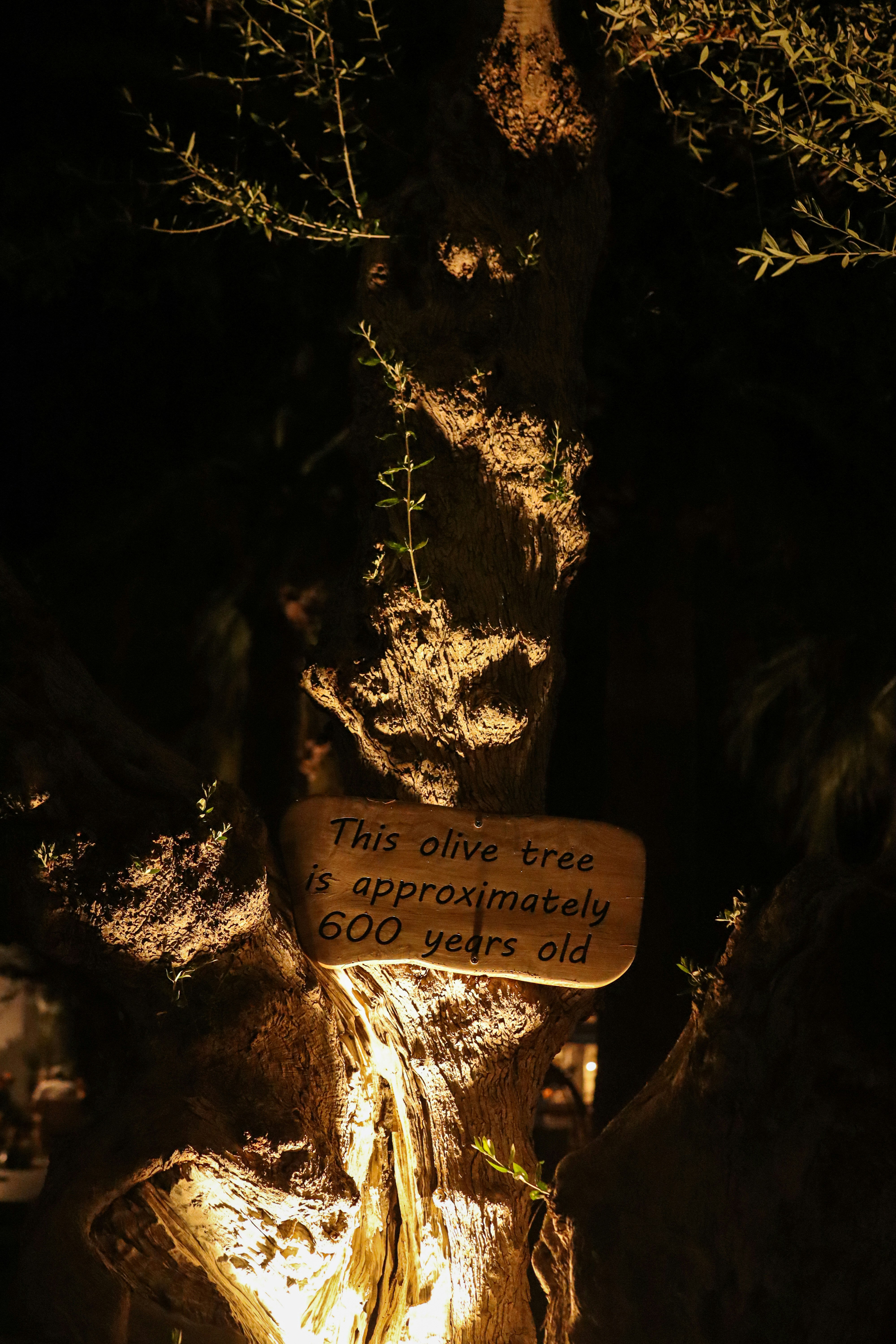 Amber Night on a 600-Year Olive: Trunk, Sign, and a Quiet Glow