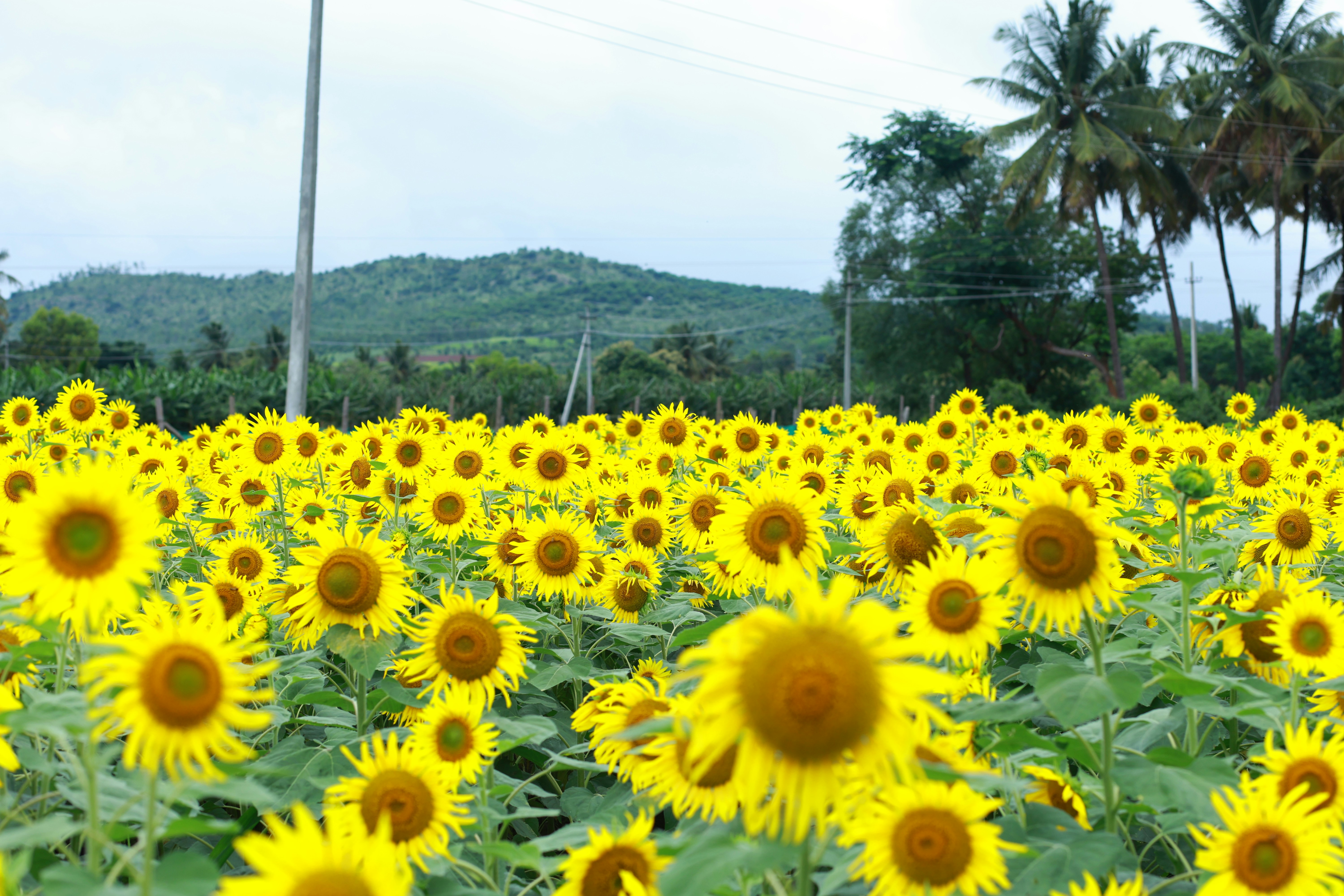 A large field of yellow sunflowers with palm trees in the background ...