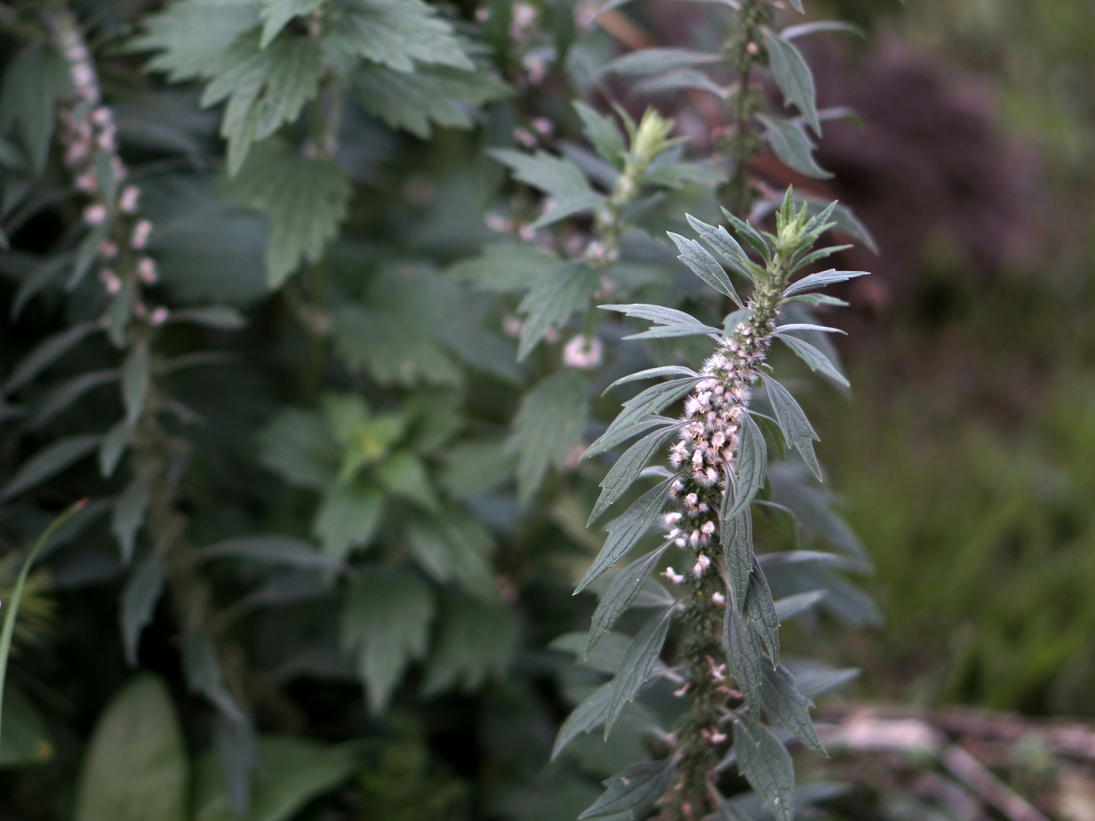 Pink Spike in the Green Tangle: A Close-Up Garden Flower