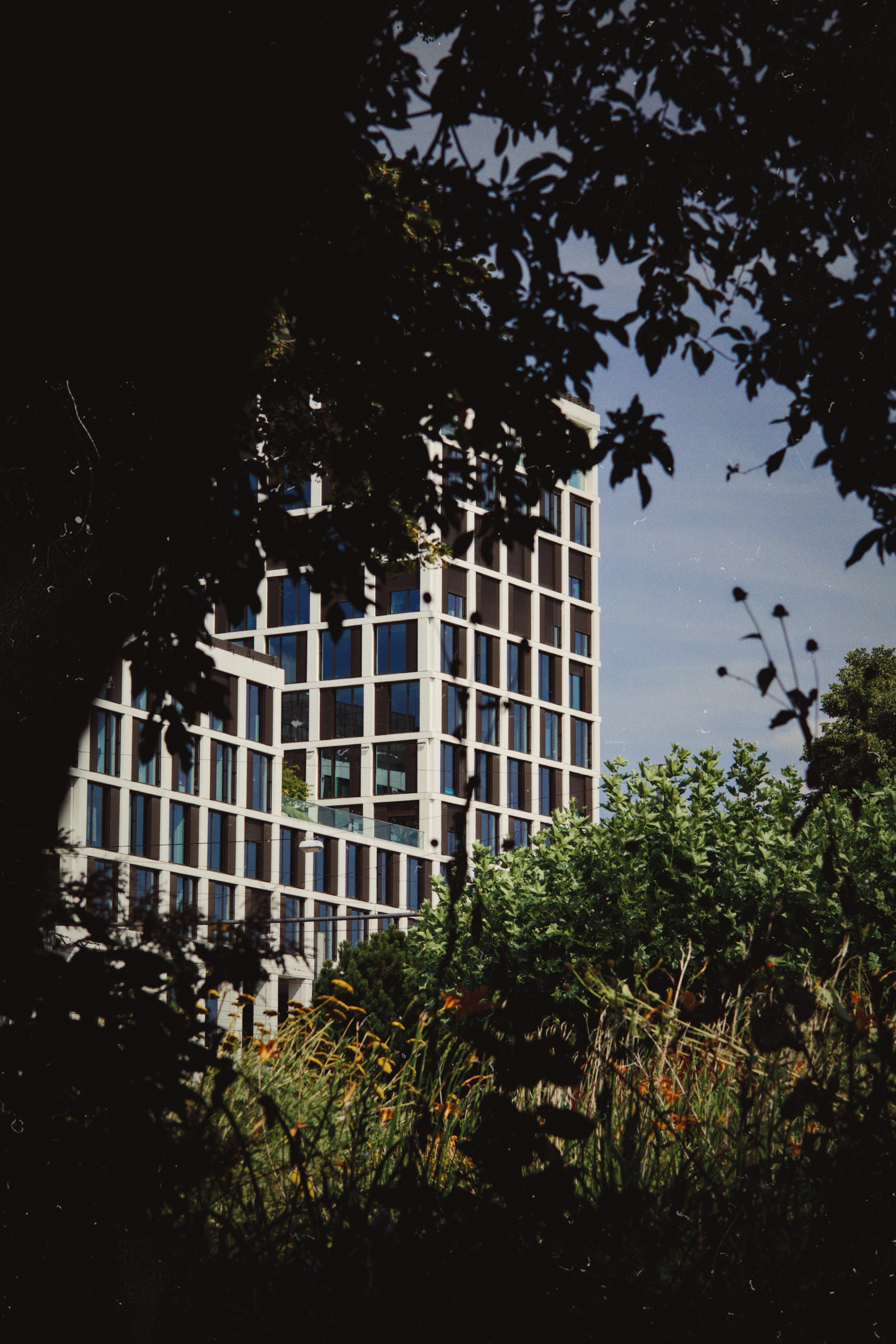 Lattice of Light: A Glass-Fronted Building Revealed Through Dark Foliage