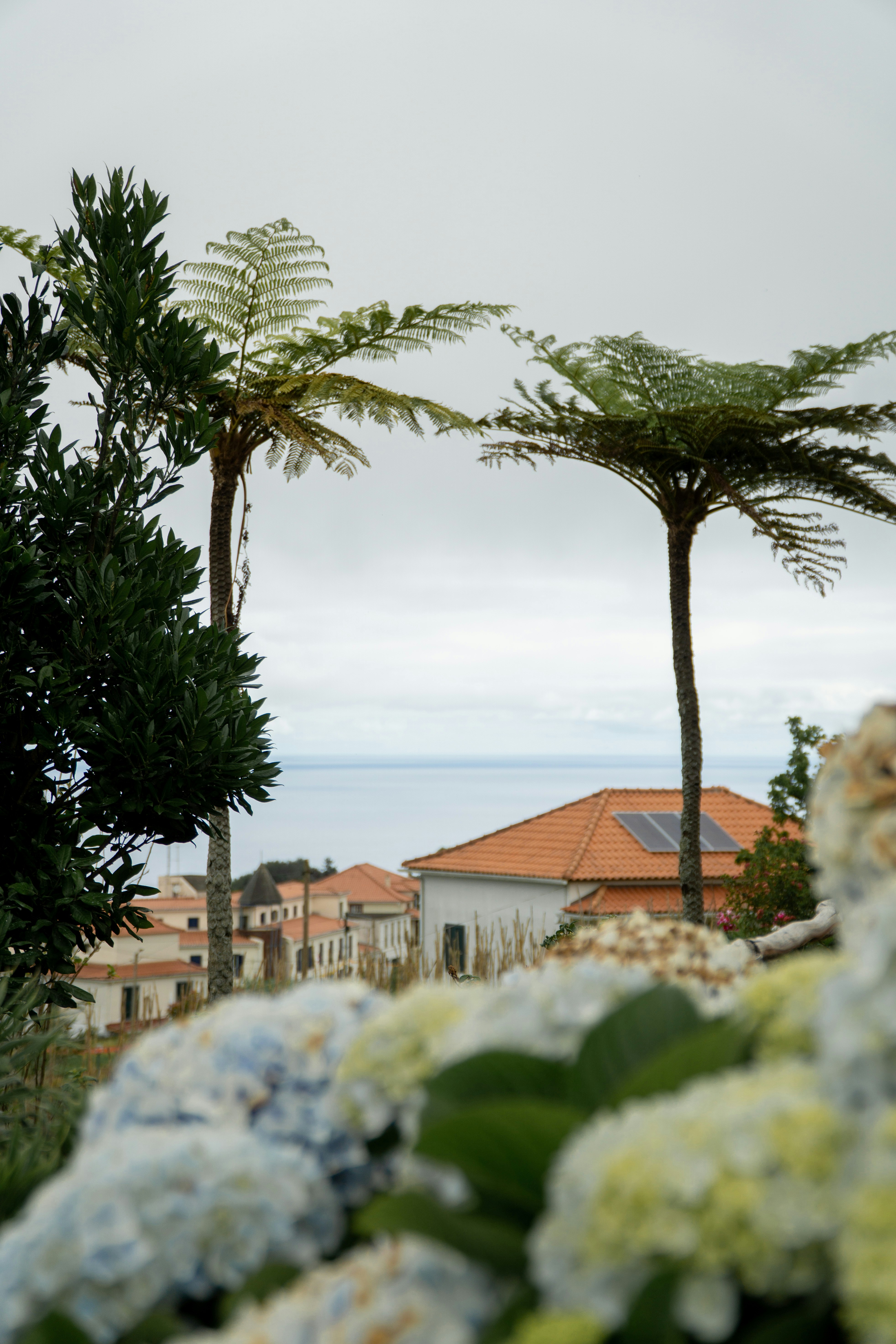Coastal Terrace Framed by Hydrangeas Beneath Palms and Red-Tiled Roofs