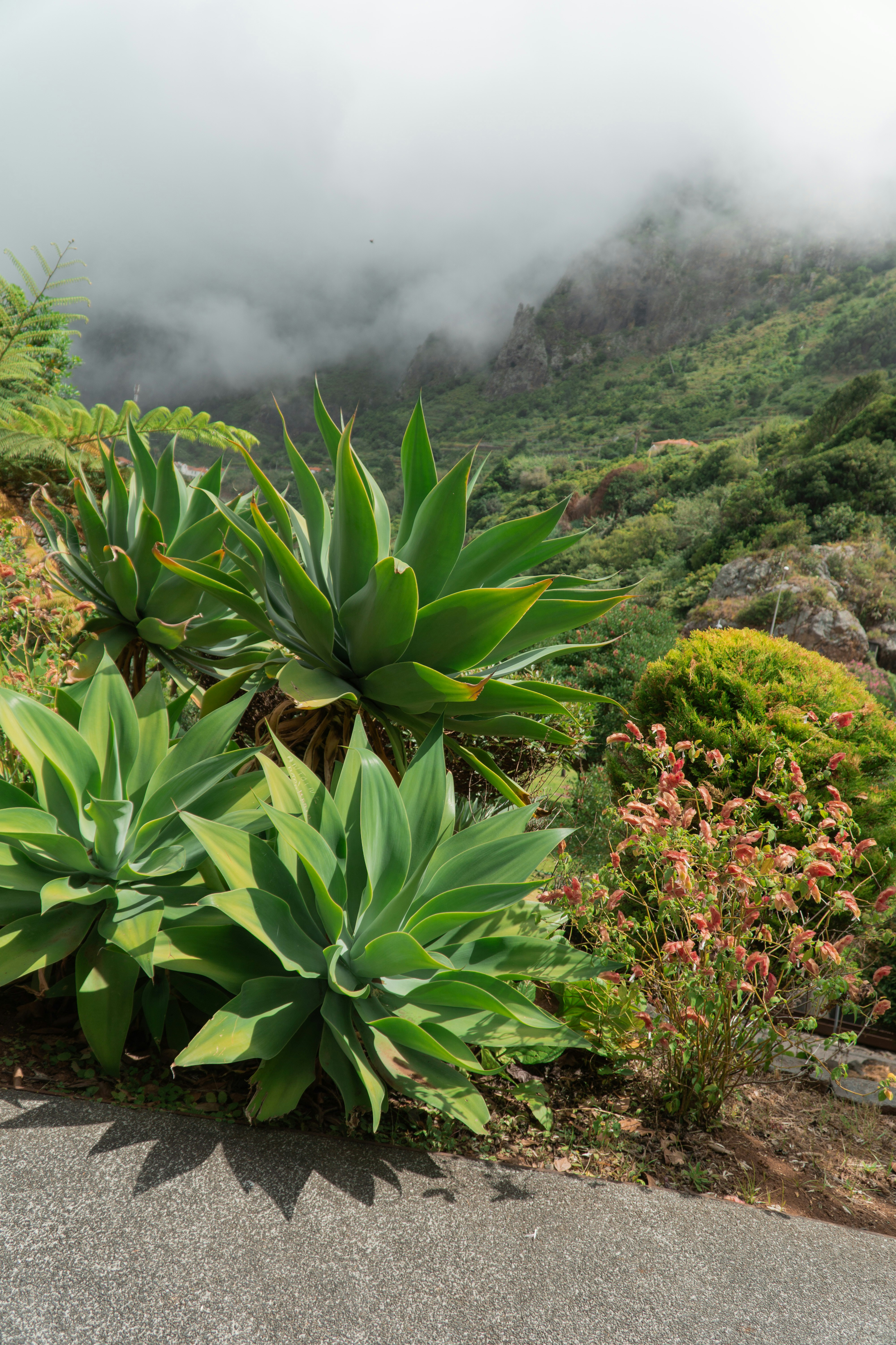 Green Spires in a Cloud-Wrapped Canyon