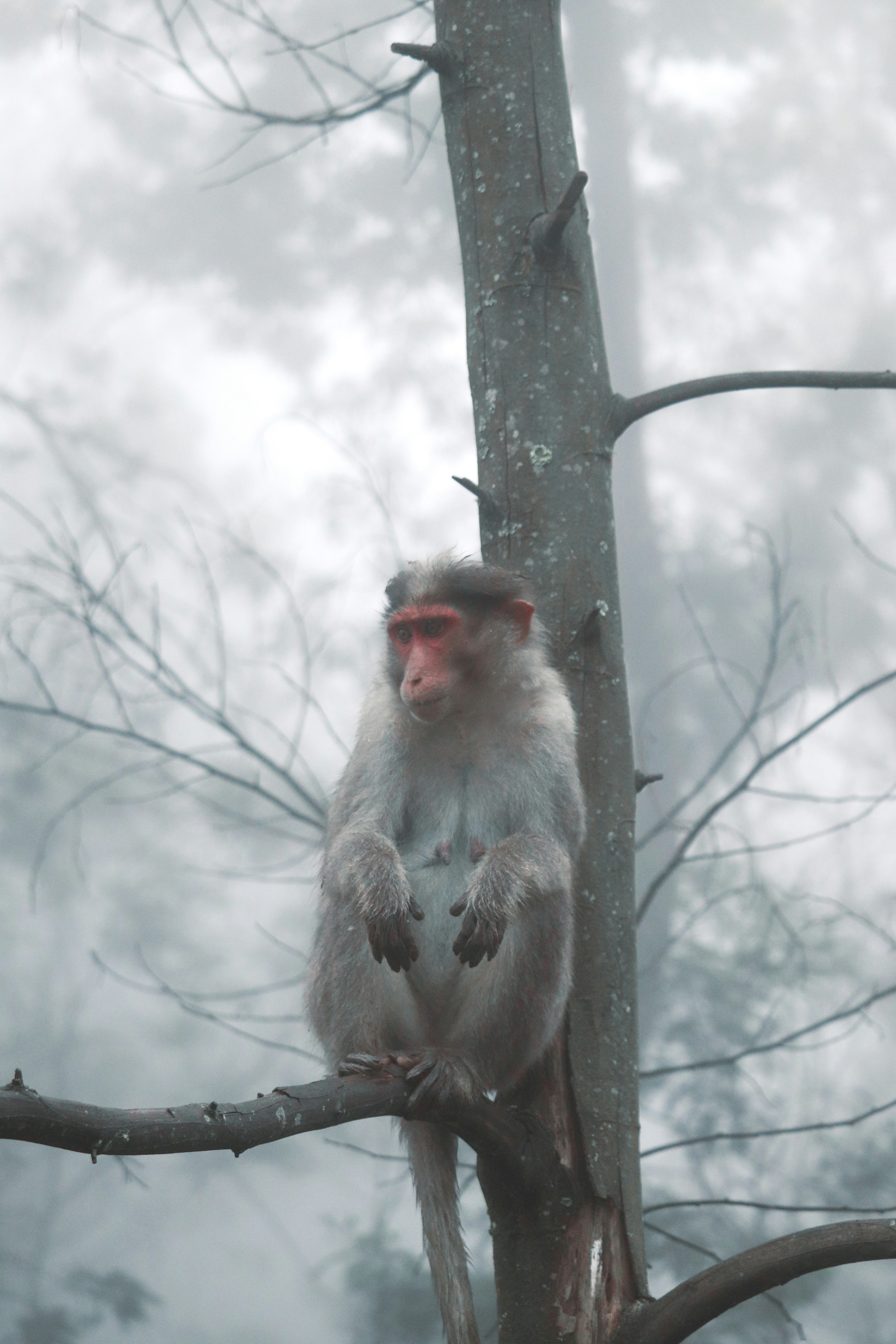 Red-Capped Snow Monkey on Frosty Branch