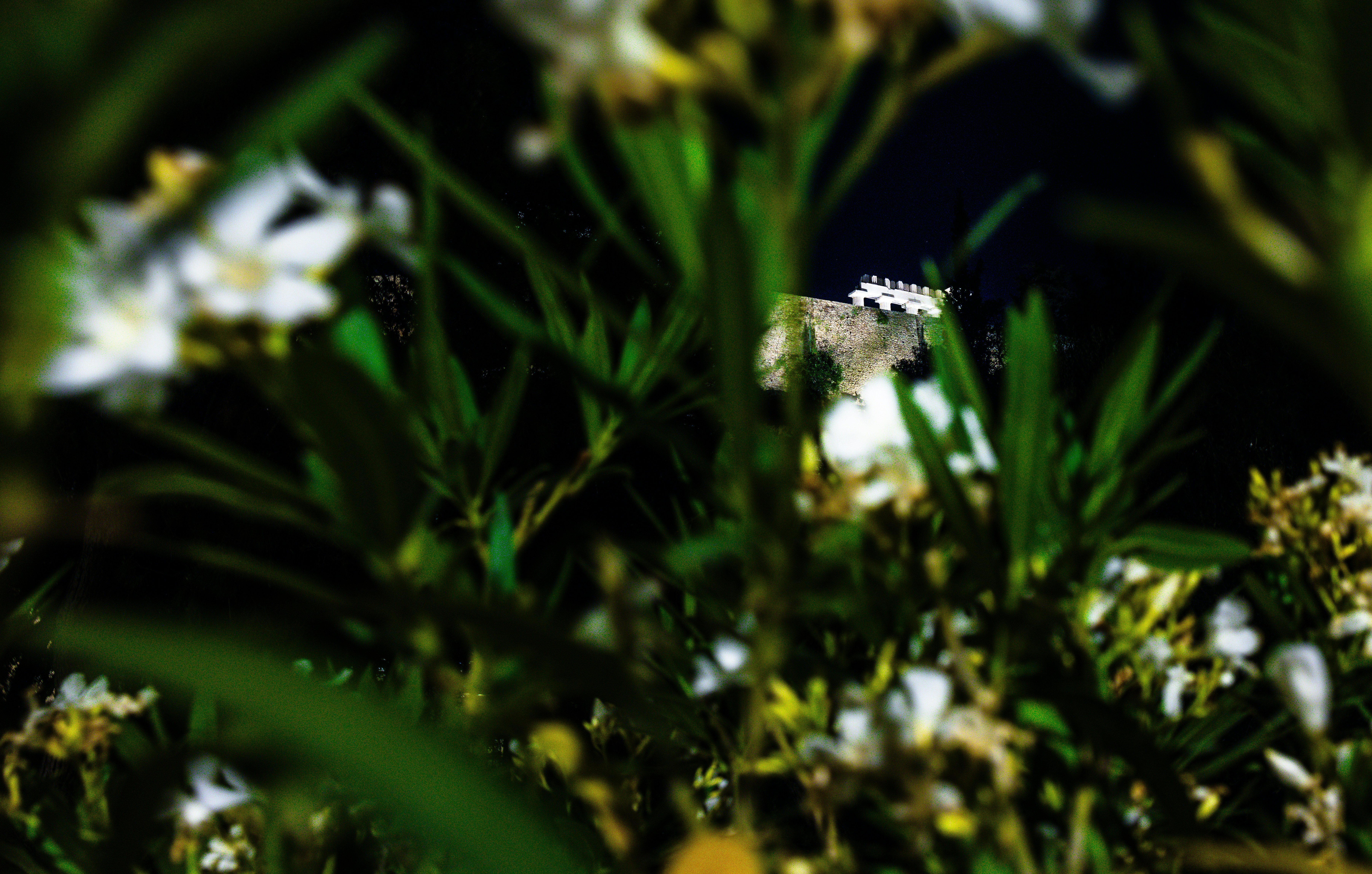 Hidden Keep in the Green: A Glimpse Beyond the Foliage