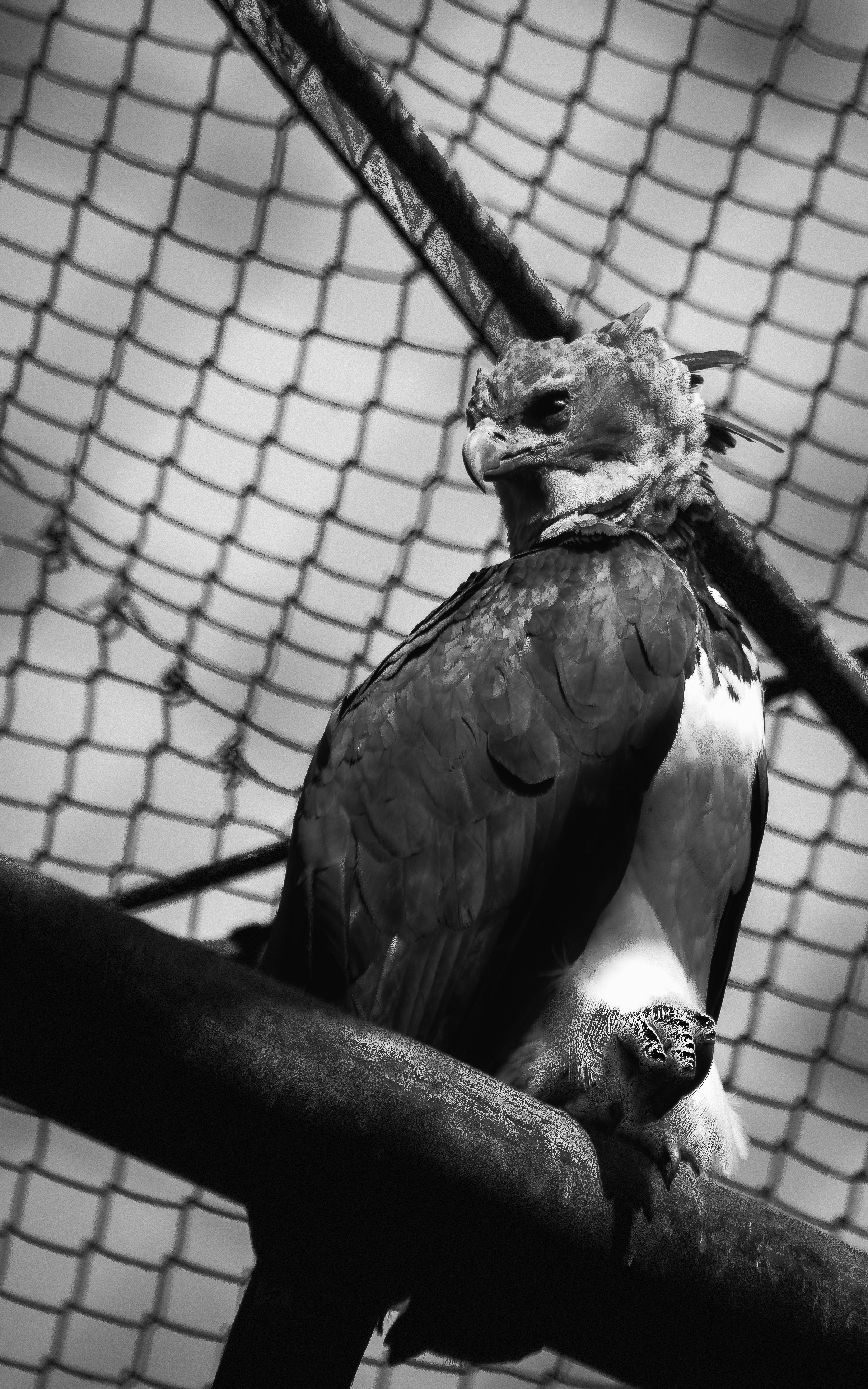 Masked Vigil in Black and White: A Peregrine Portrait Behind the Netting