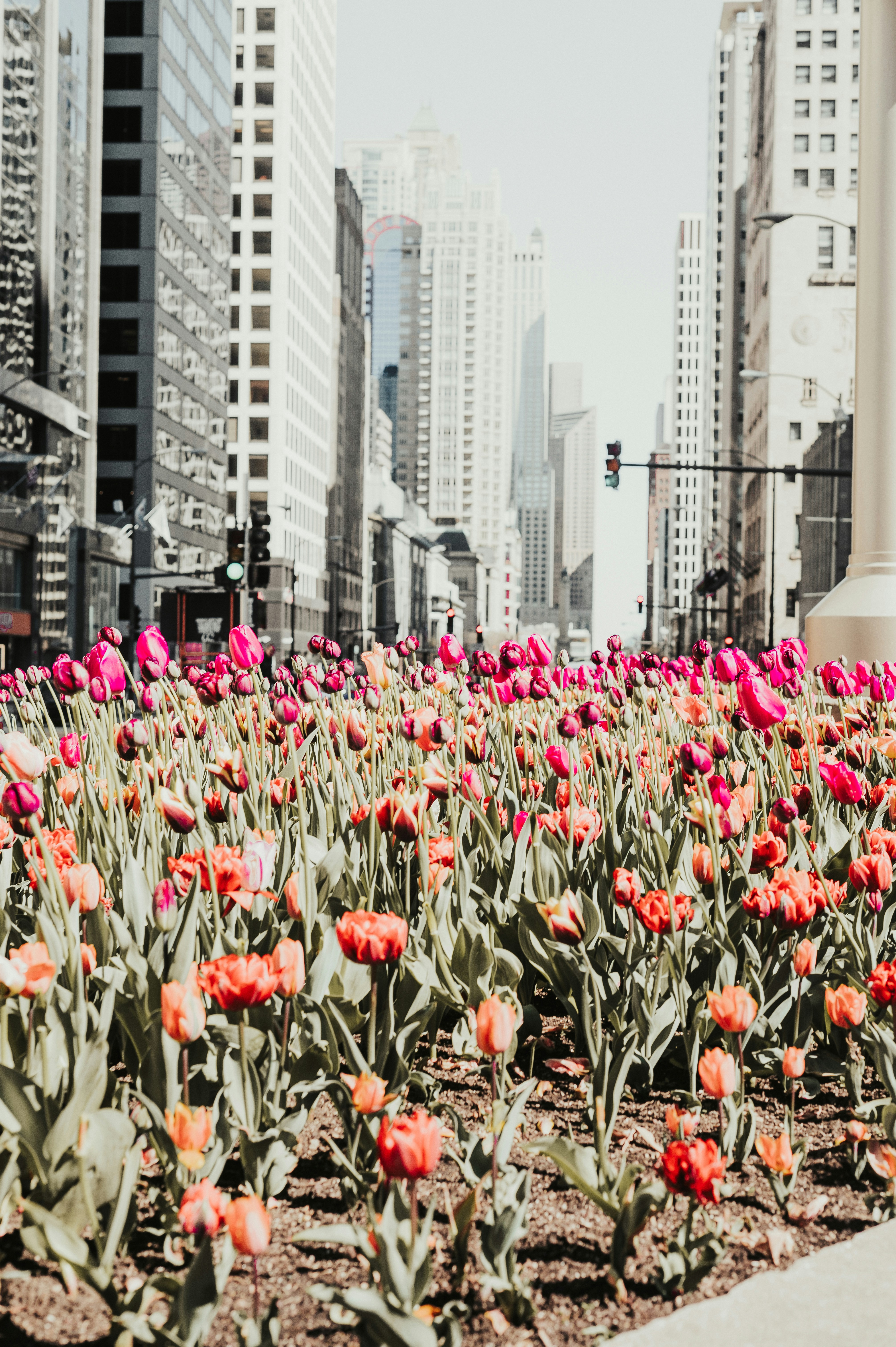 Tulips in a Canyon: City Street Garden in Bloom