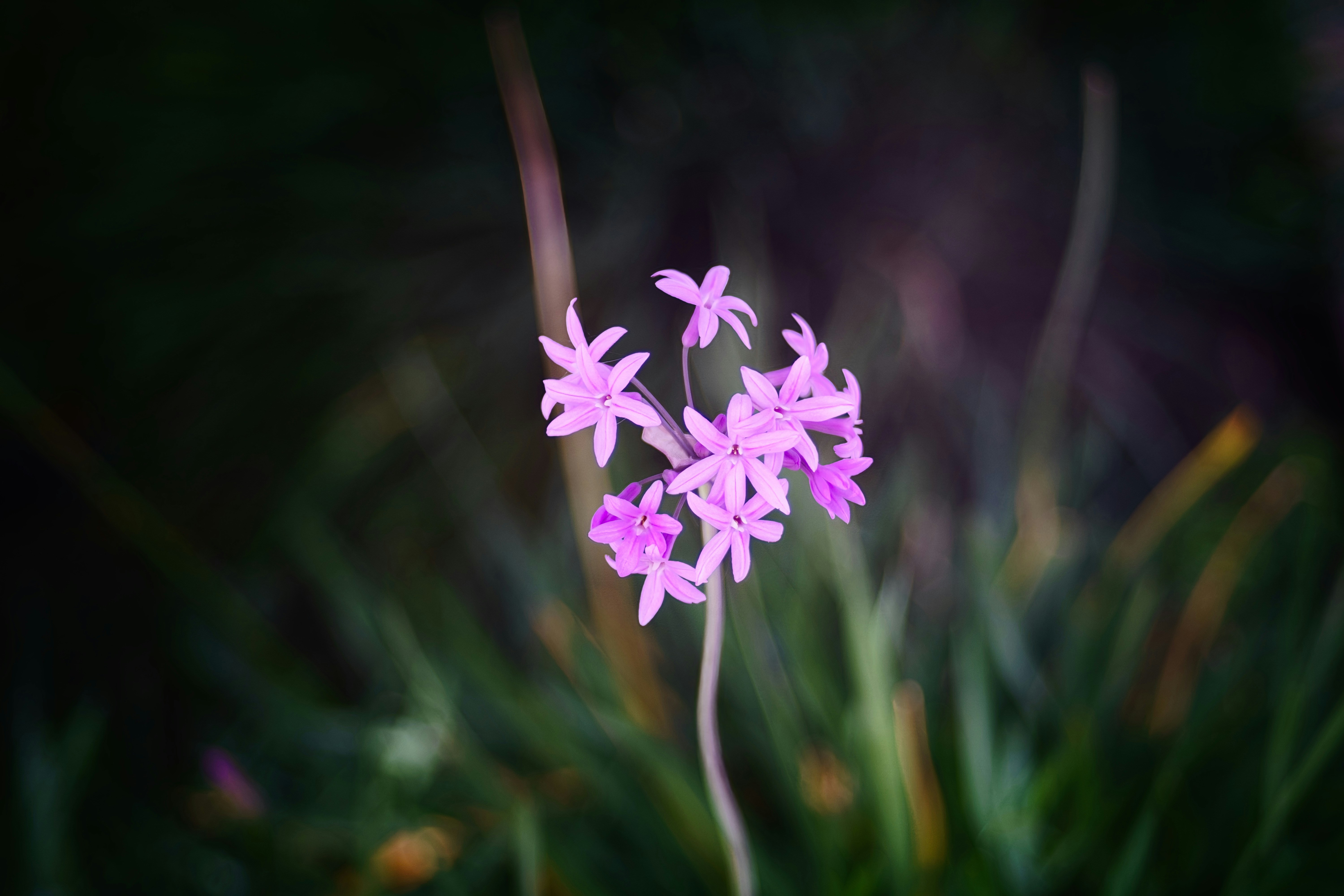 Pink Bloom in Velvet Blur: A Quiet Macro Portrait