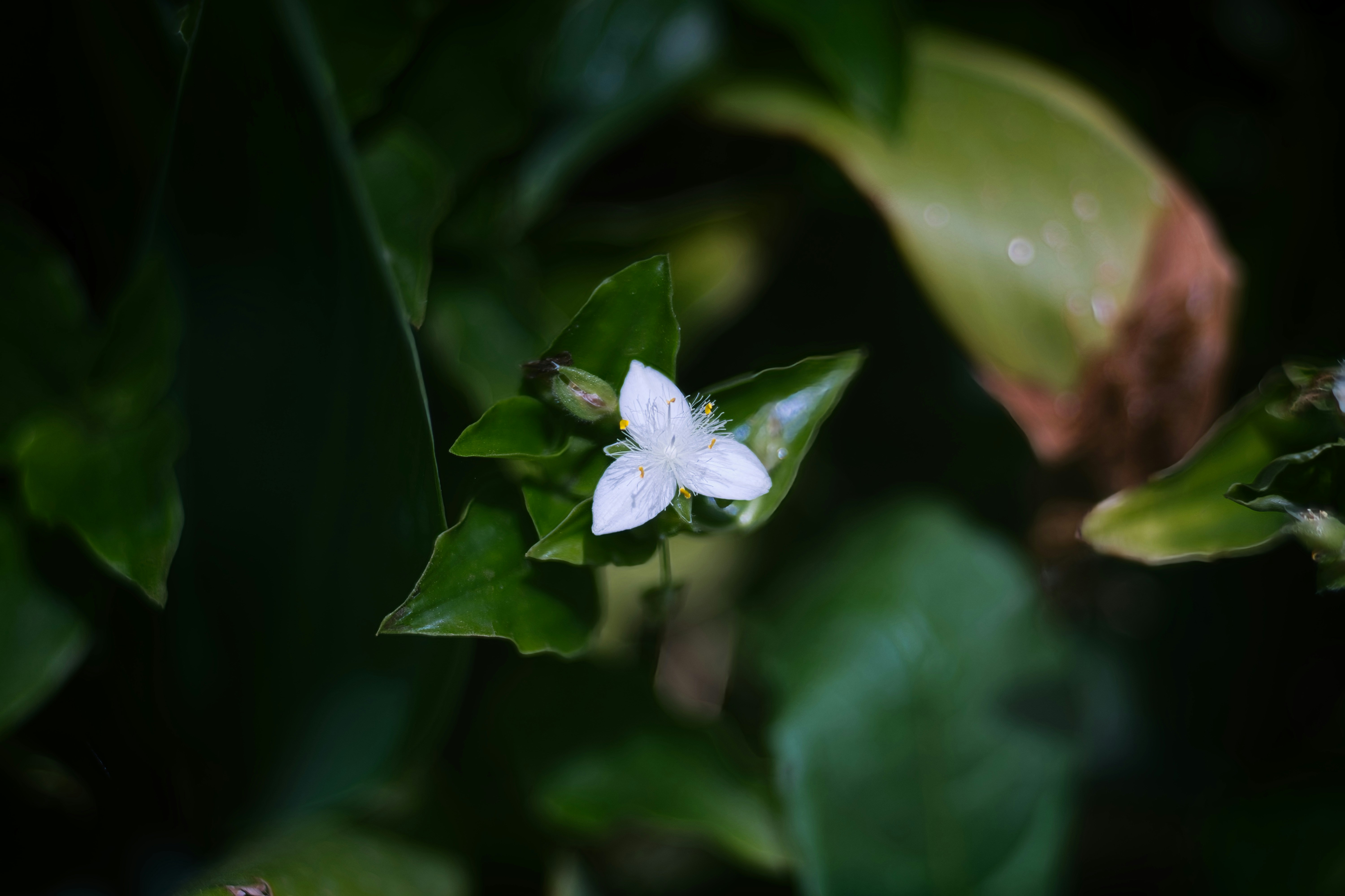 Whisper of White: a solitary bloom in a shadowed green canopy