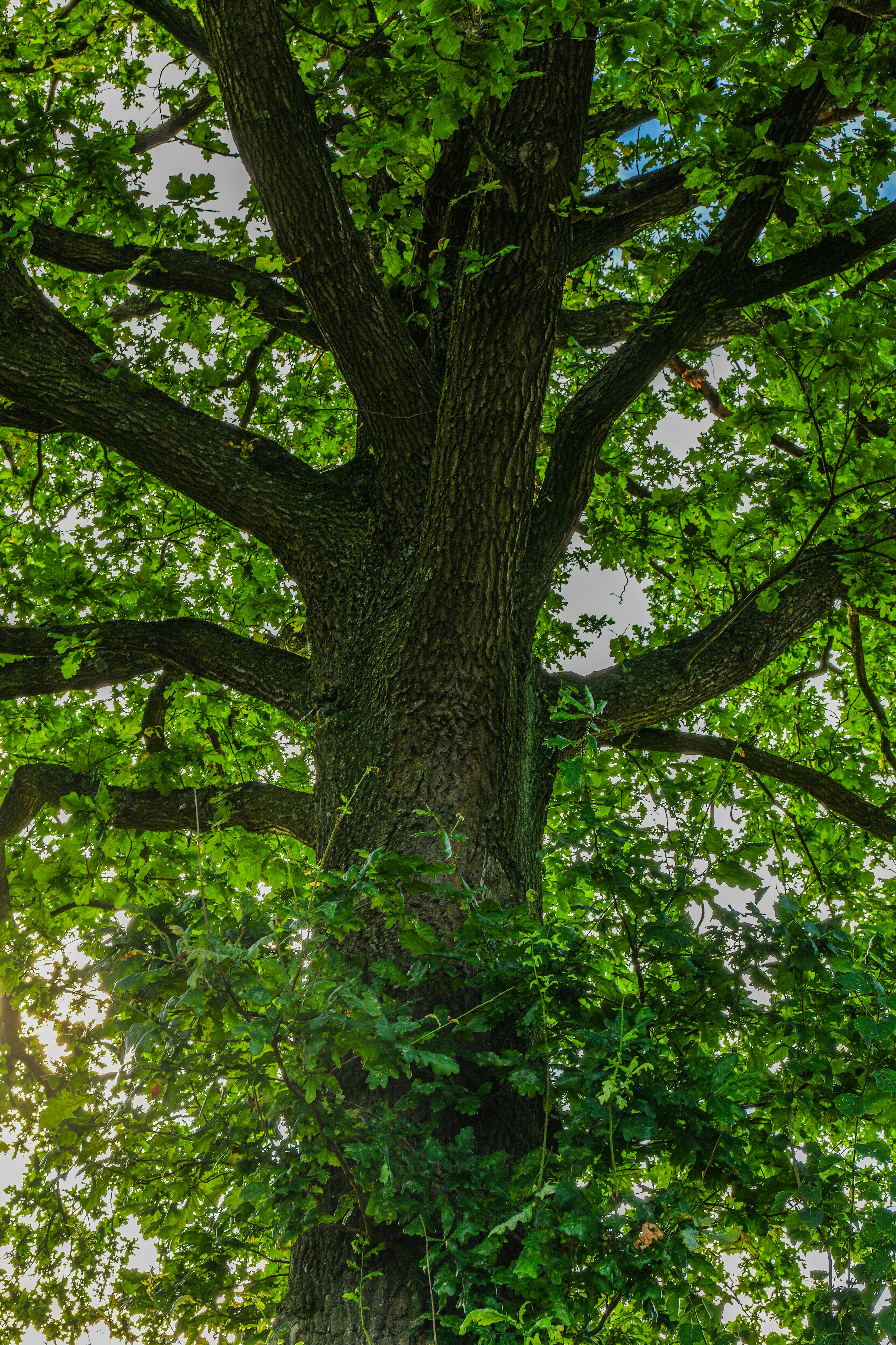 A bench under a large tree in a park photo – Free Tree Image on Unsplash