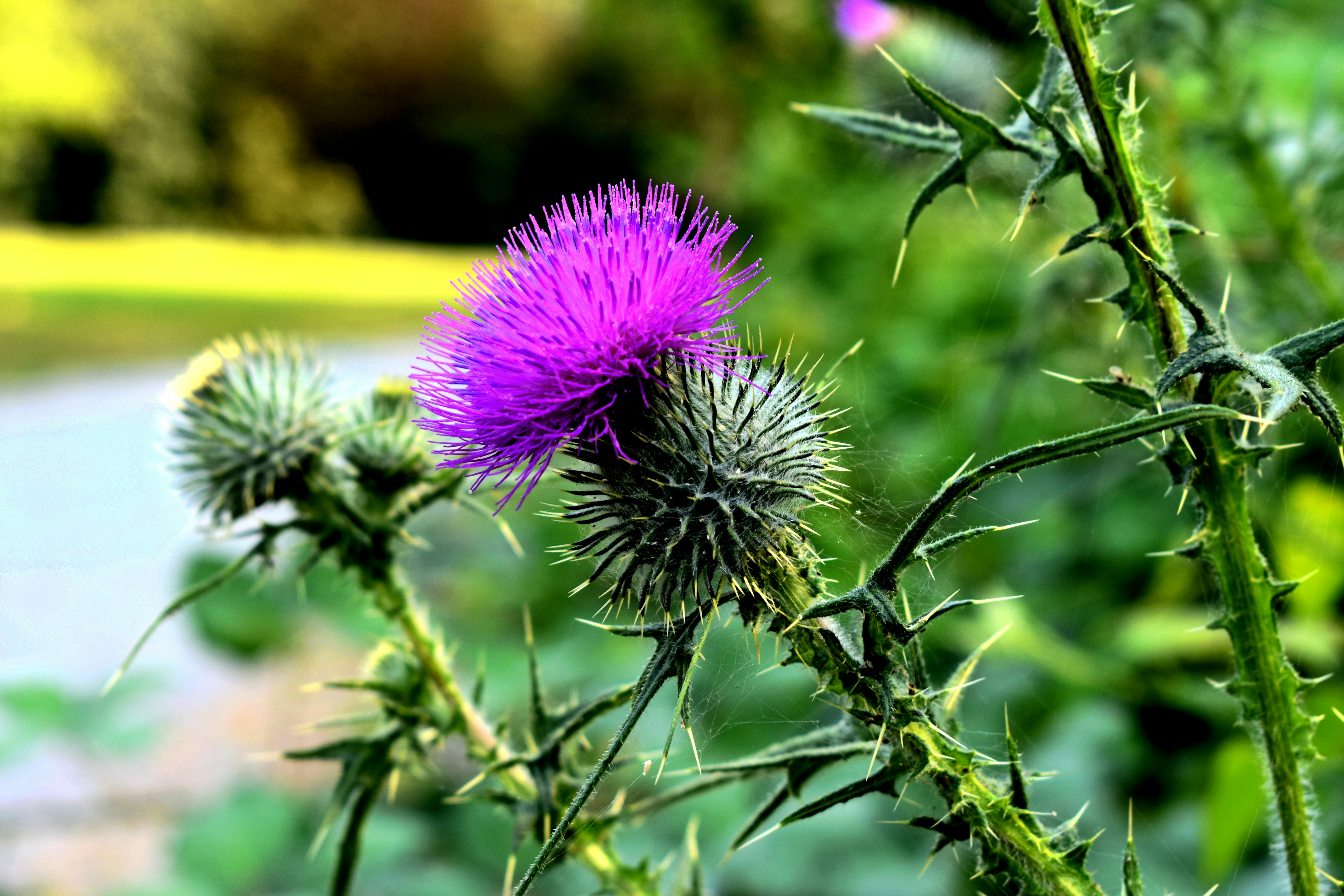 A close up of a purple flower near a body of water