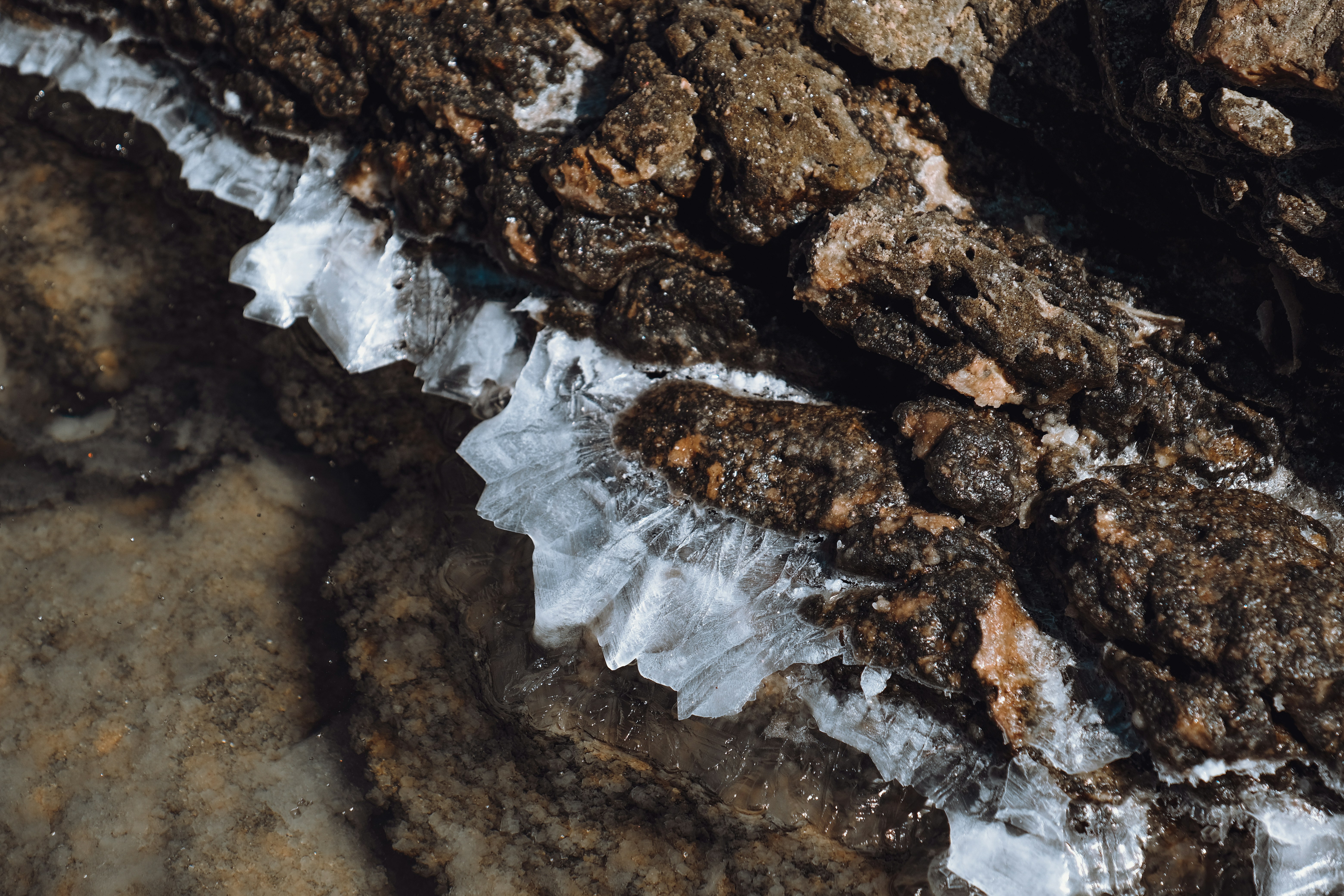 A bird is perched on a rock with snow on it