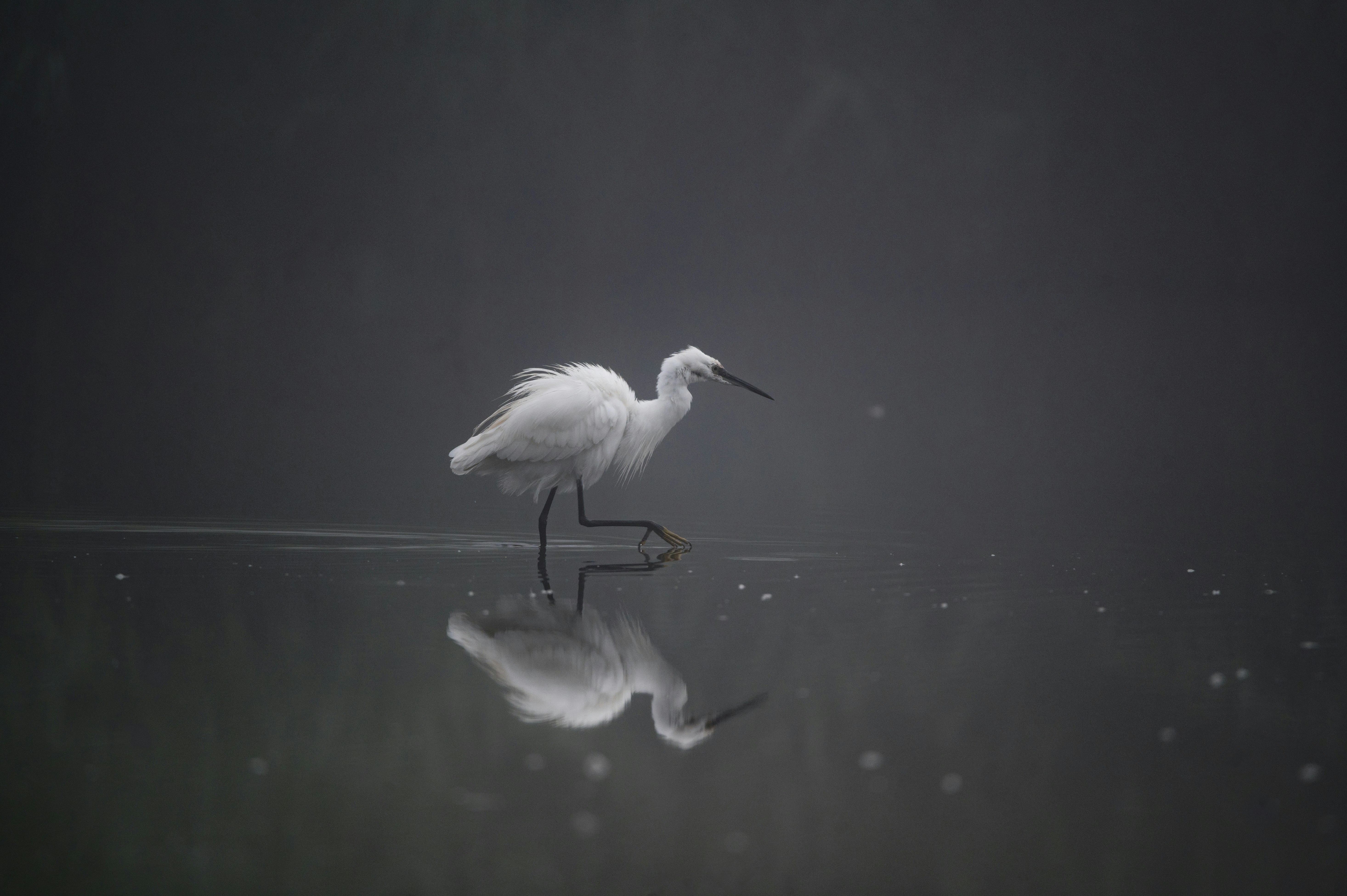 caught this little egret in the deep fog