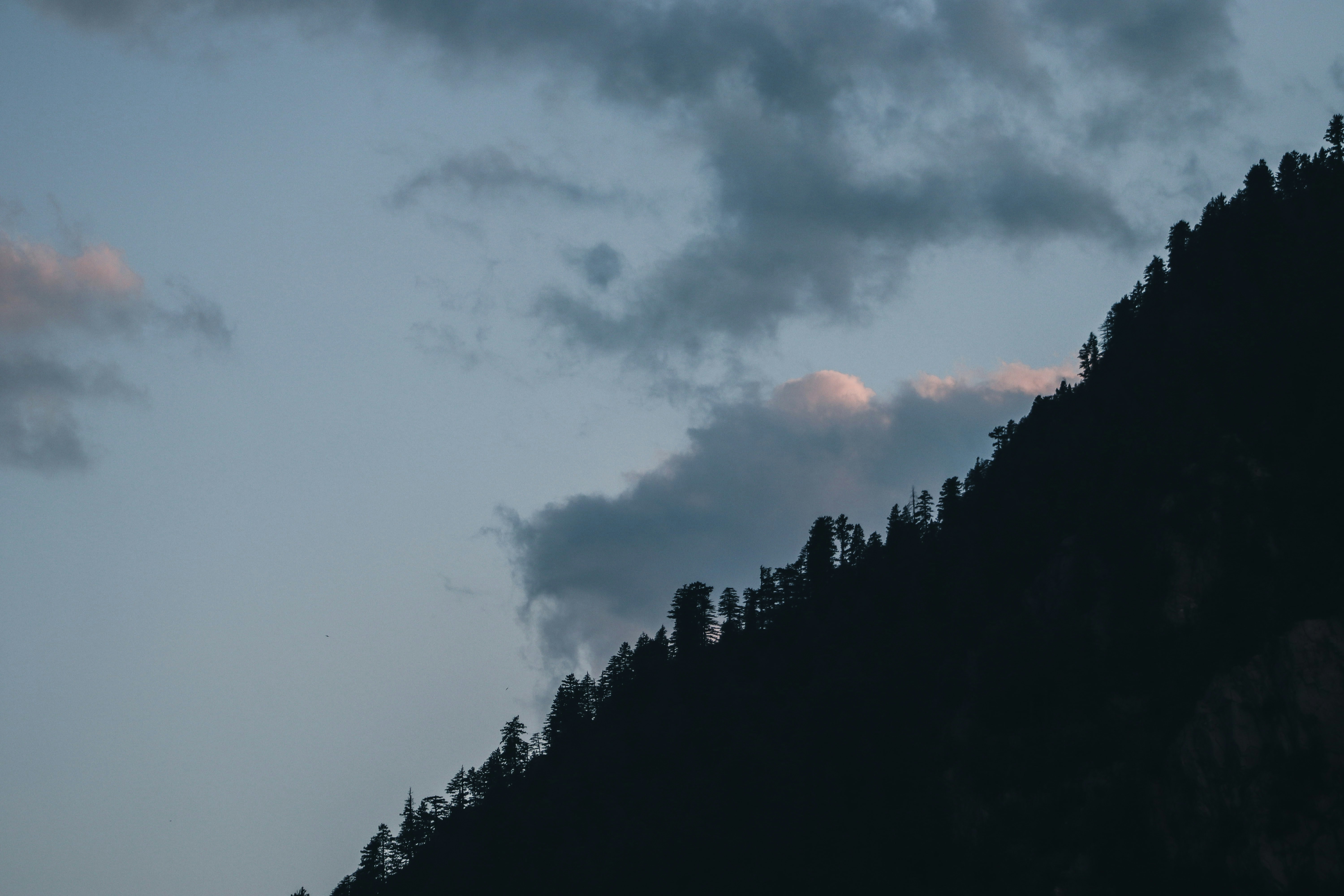 Dusk Ridge Silhouette: Pines Carve the Evening Air