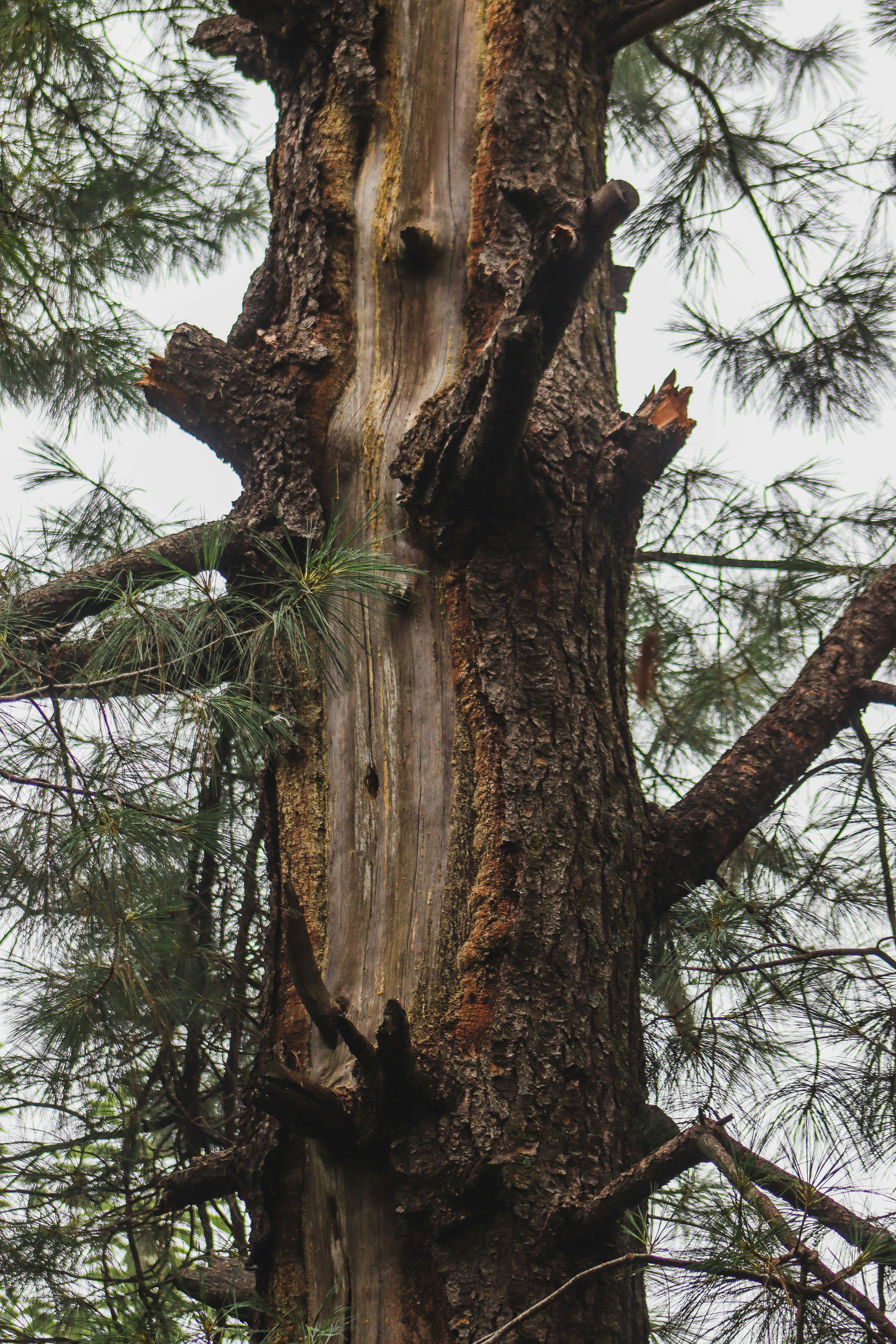 The Split Heart of a Pine: A Weathered Trunk's Quiet Resilience