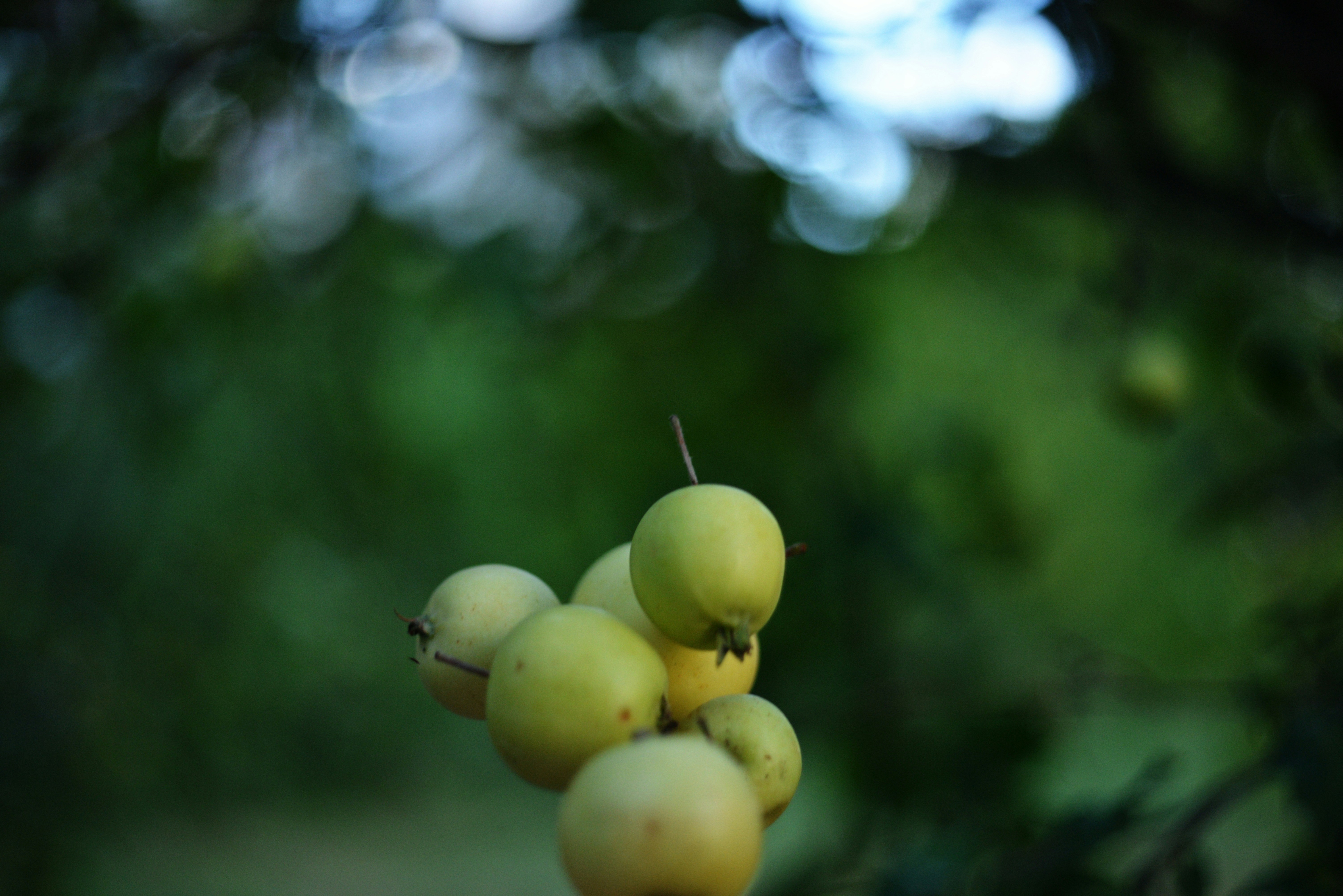Green Apple Cluster against a Velvet Bokeh Garden