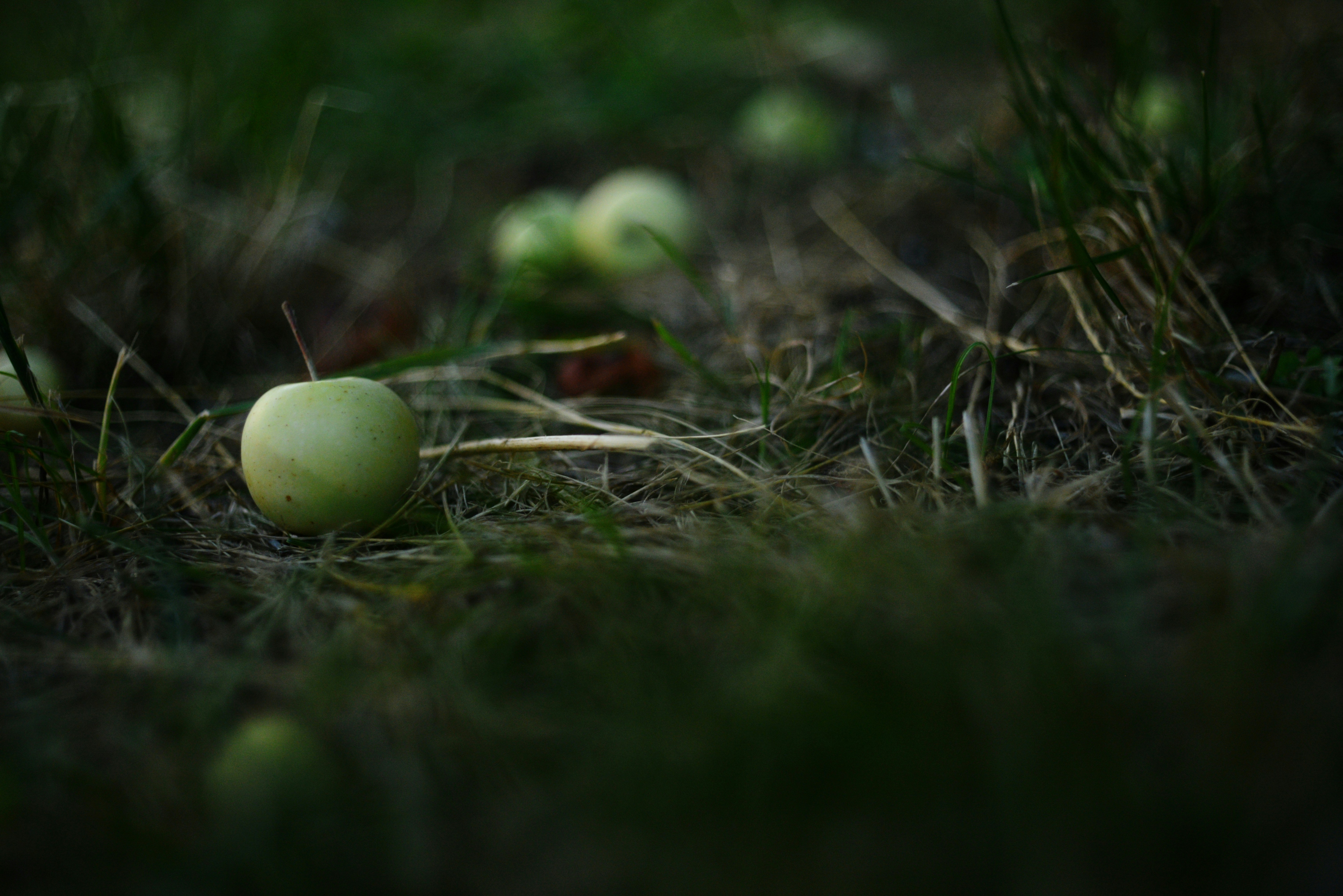 Whisper of Green: A Fallen Apple in the Shadowed Understory