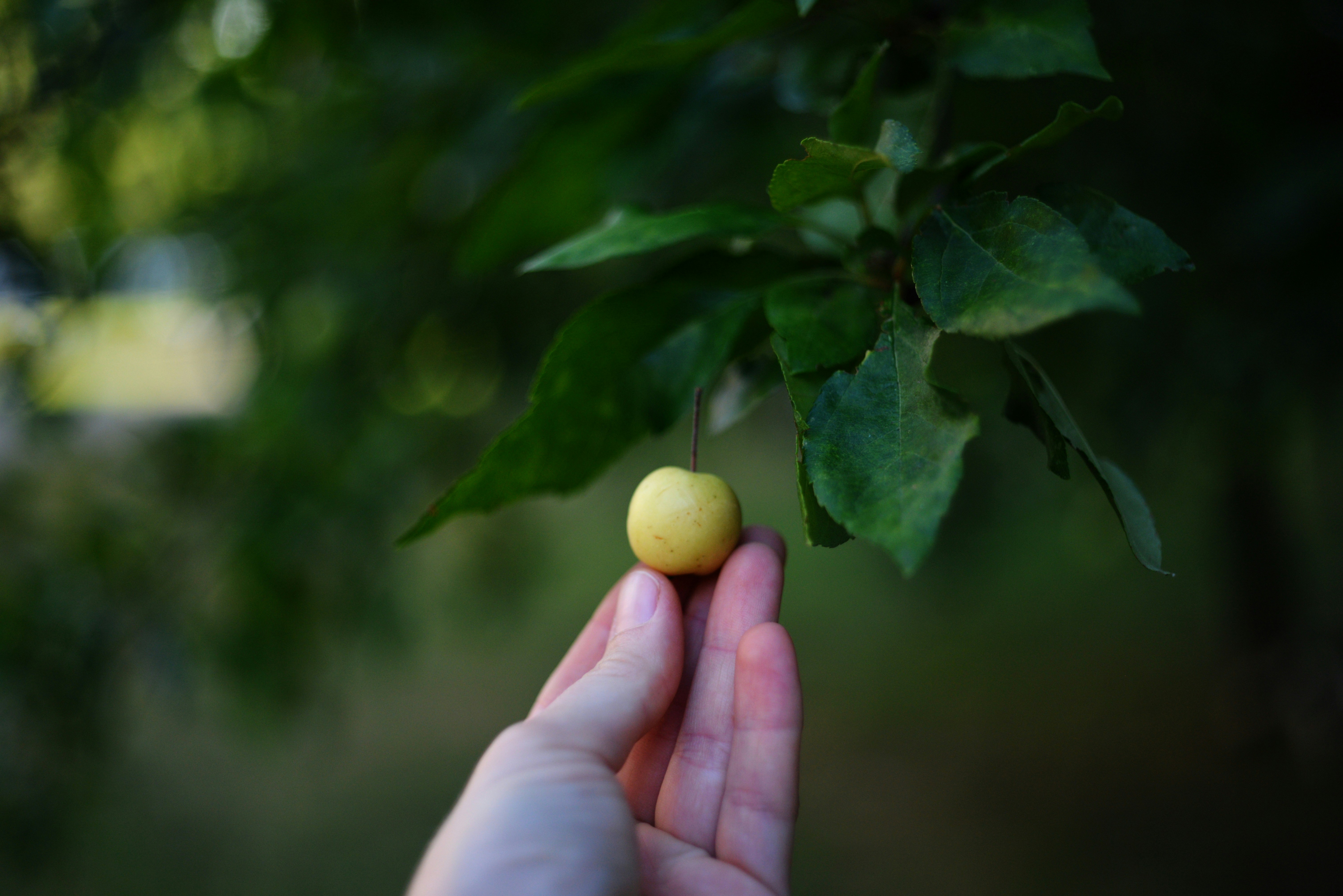 A person holding a small yellow object in their hand photo – Free Kyiv ...