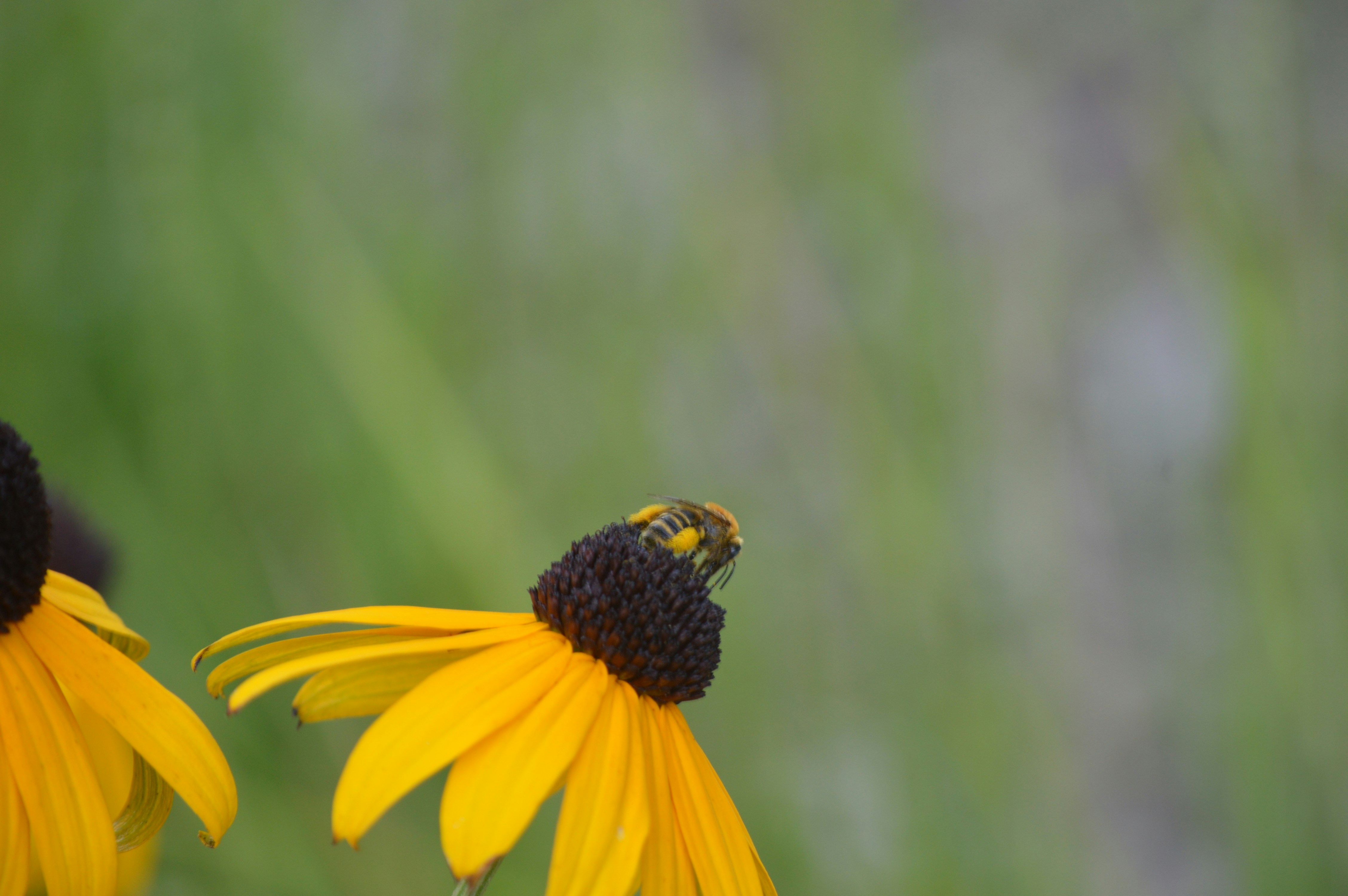 Amber Bloom: A Bee on a Golden Petal