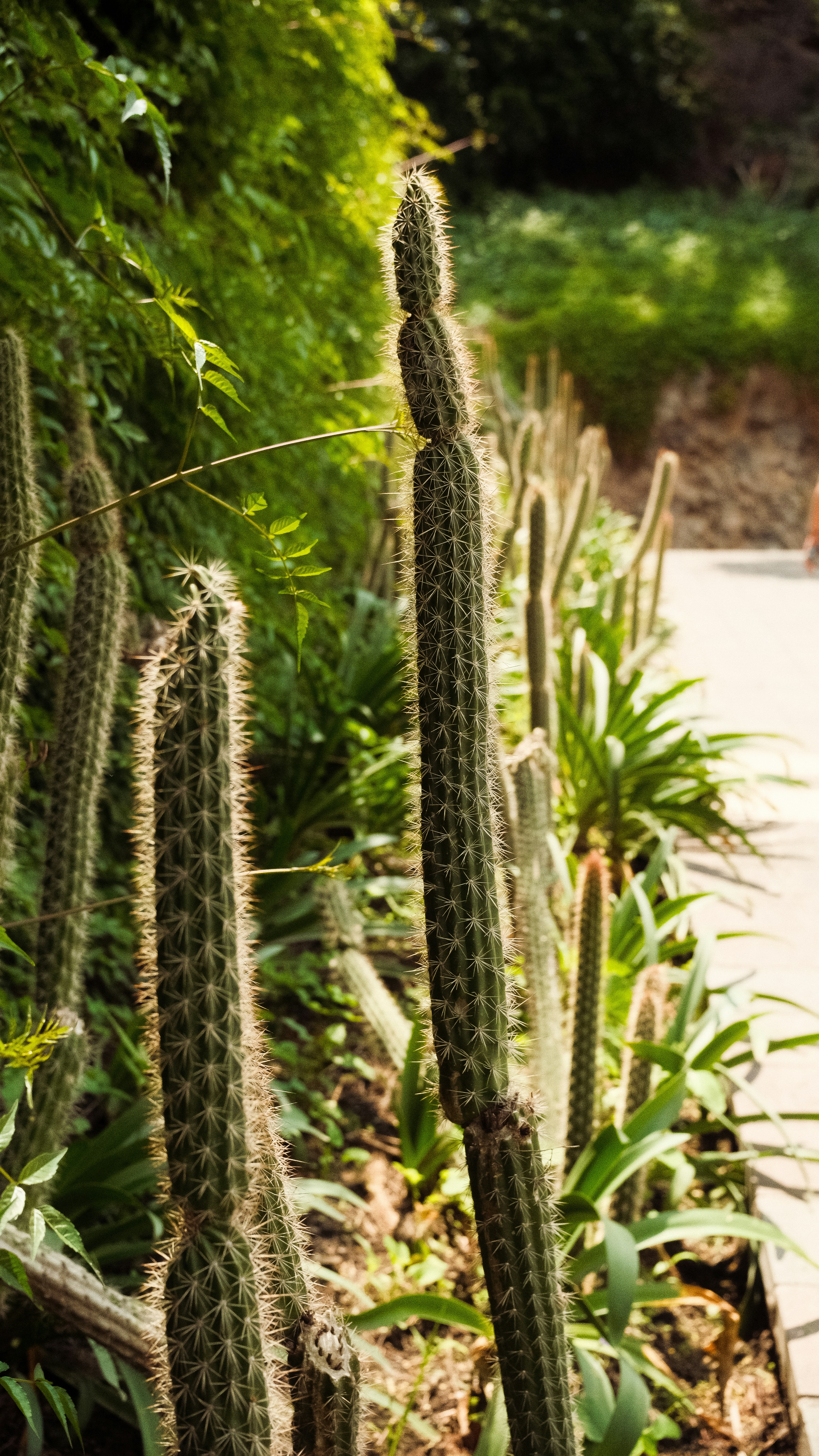 A woman walking down a path next to a bunch of cactus photo – Free ...